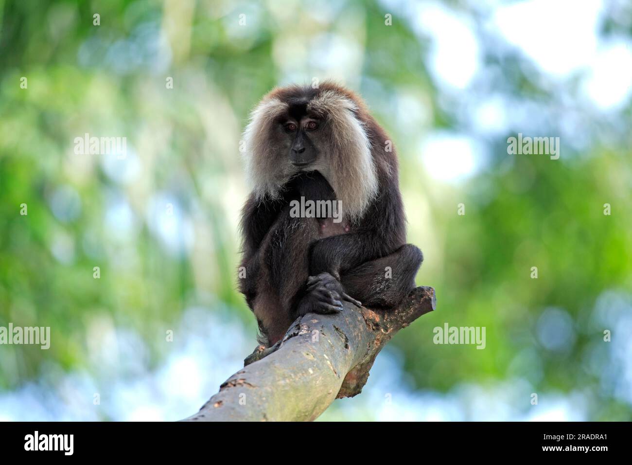 Wanderu, lion-tailed macaque (Macaca silenus), India, Adult, on tree ...
