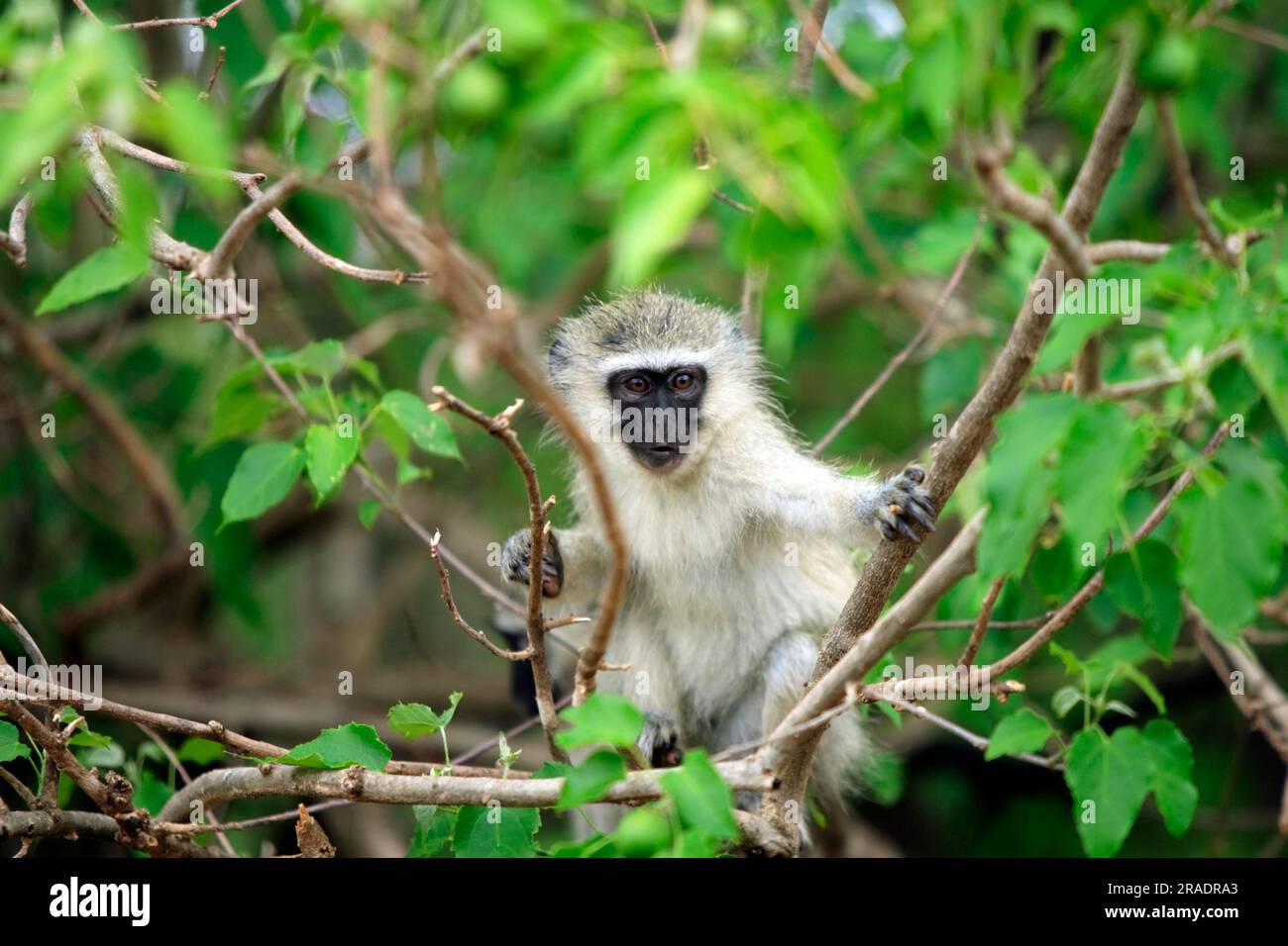 Vervet monkey, Grivet monkey, Kruger National Park, South Africa Vervet ...