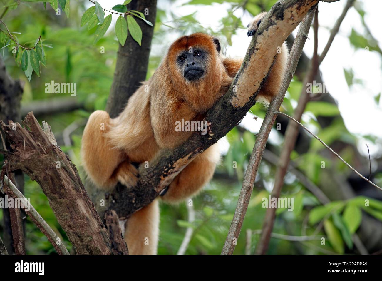 Black howler (Alouatta caraya), adult, female, on tree, resting Black ...