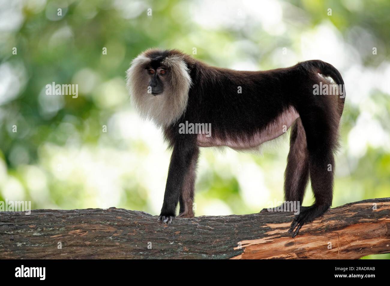 Wanderu, lion-tailed macaque (Macaca silenus), India, Adult, on tree ...