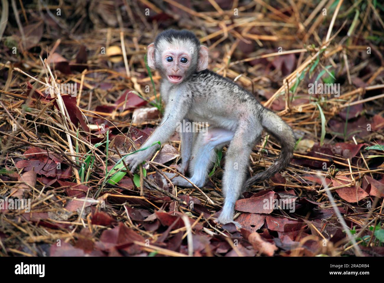 Vervet monkey, Grivet monkey, Kruger National Park, South Africa Vervet ...