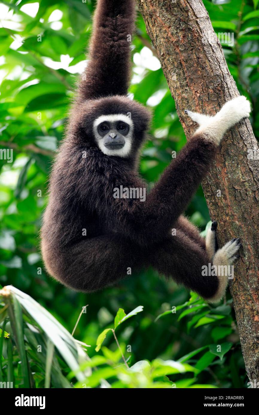 White-handed gibbon (Hylobates lar), Adult, on tree White Handed Gibbon ...