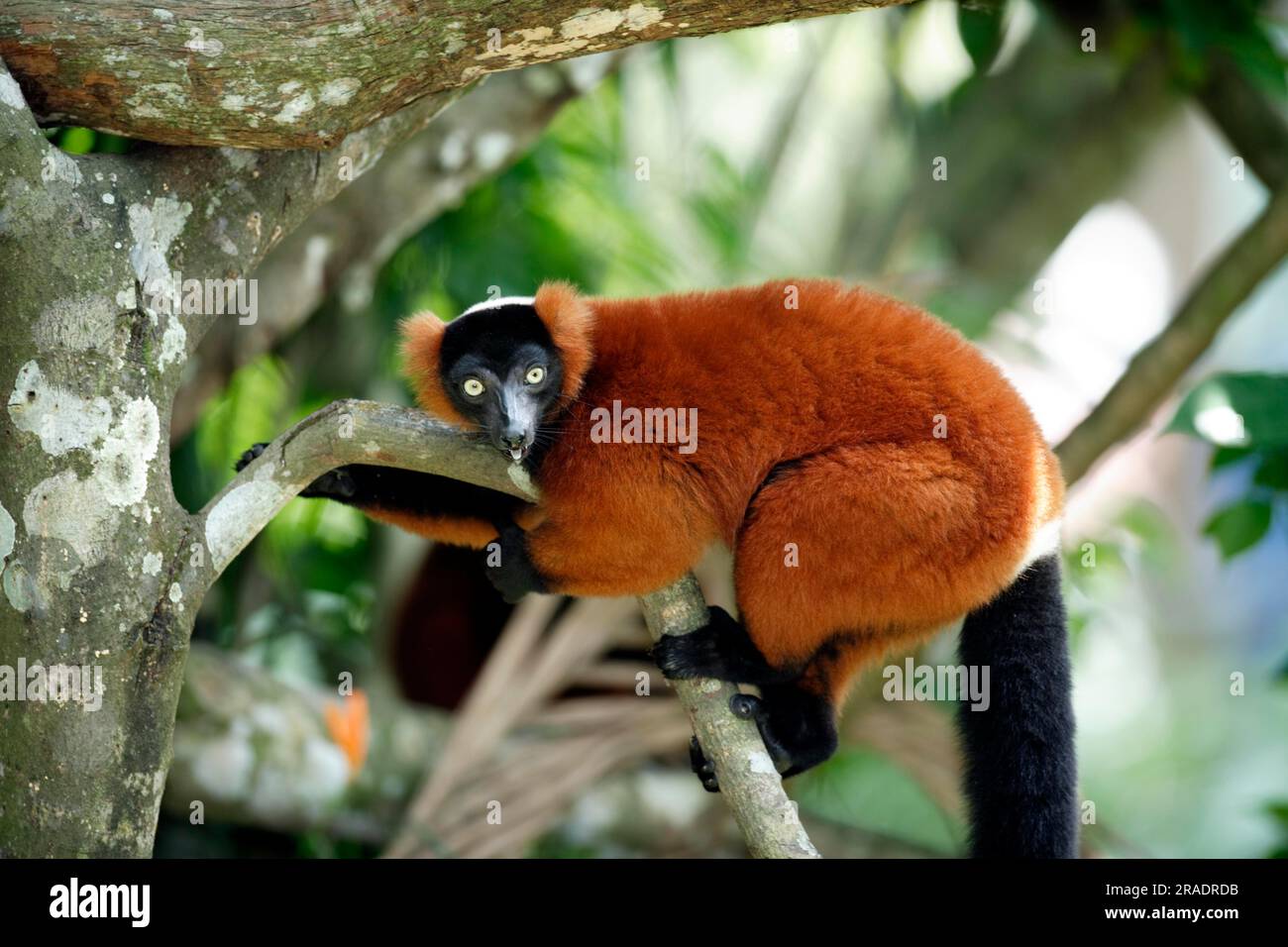 Vari, red ruffed, Lemur variegatus ruber, Madagascar, Adult, on tree ...