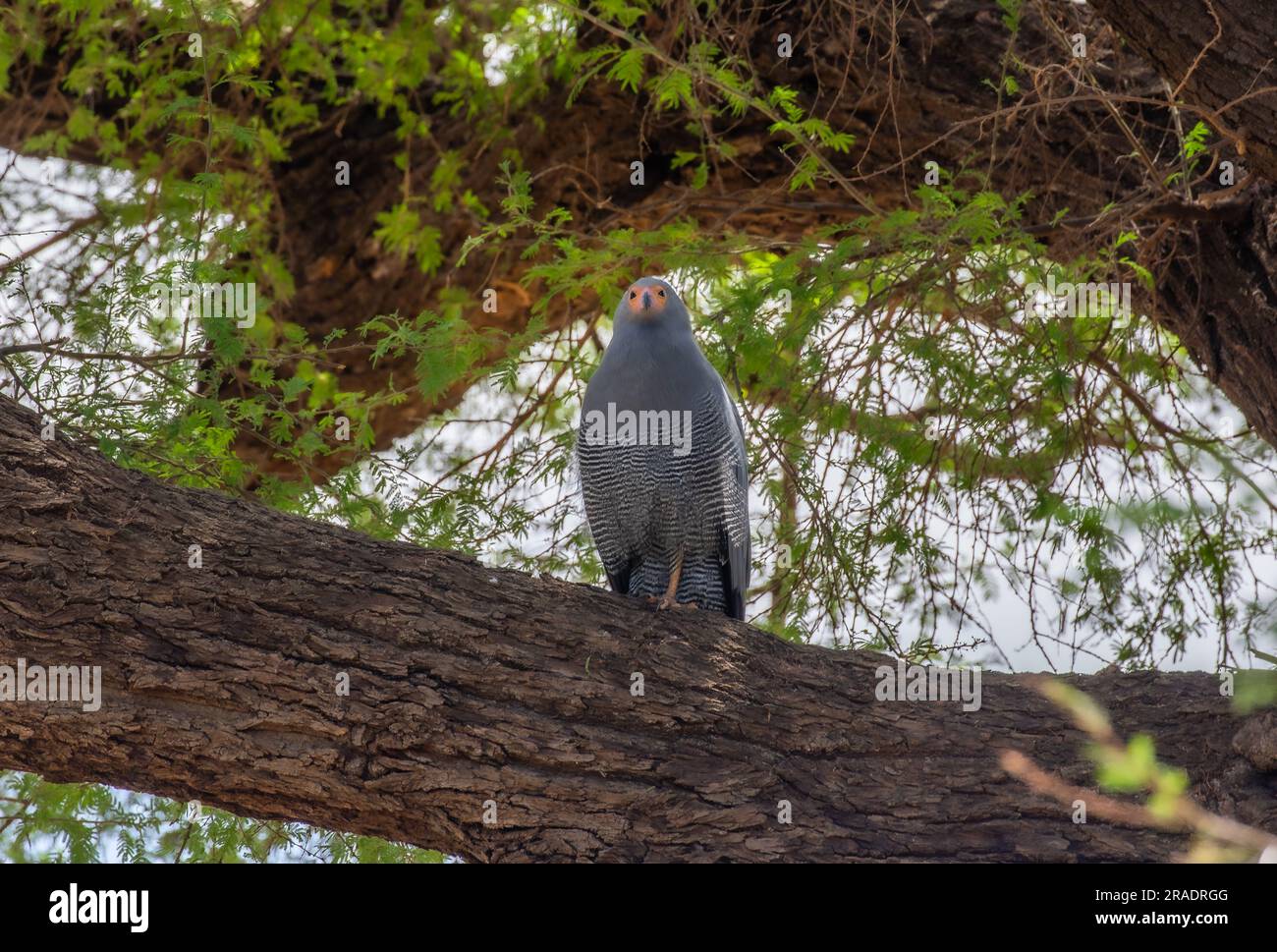 Harrier hawk captured in kenya hi-res stock photography and images - Alamy