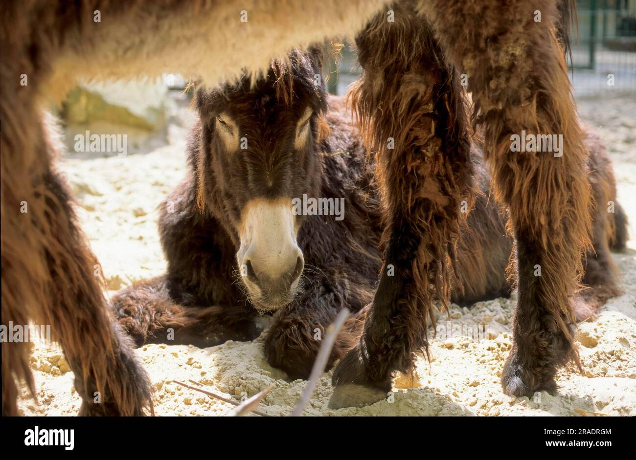 Poitou Giant Donkey, Poitou Donkey, Baudet du Poitou Stock Photo - Alamy