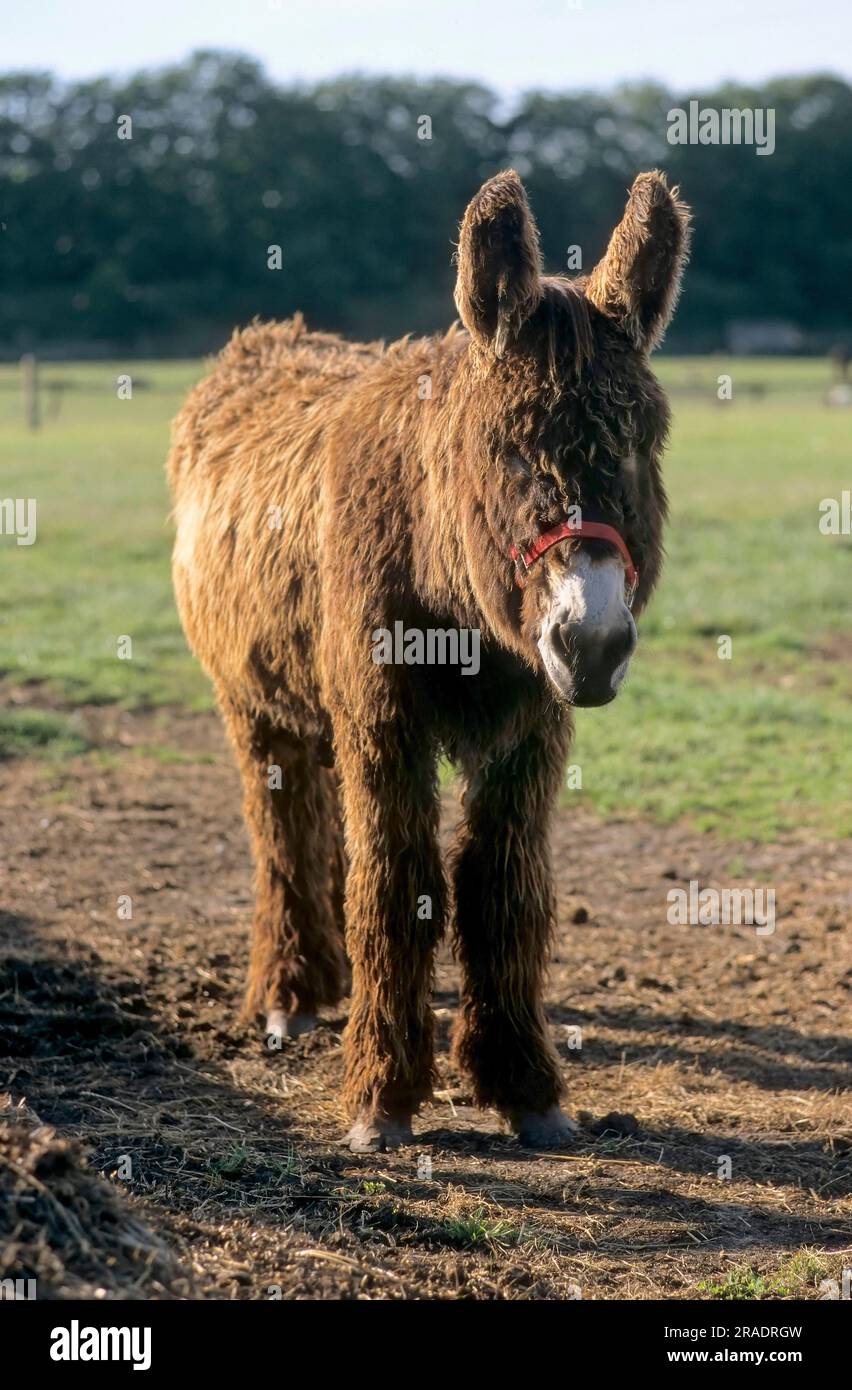 Poitou Giant Donkey with Goat, Poitou Donkey, Baudet du Poitou Stock ...