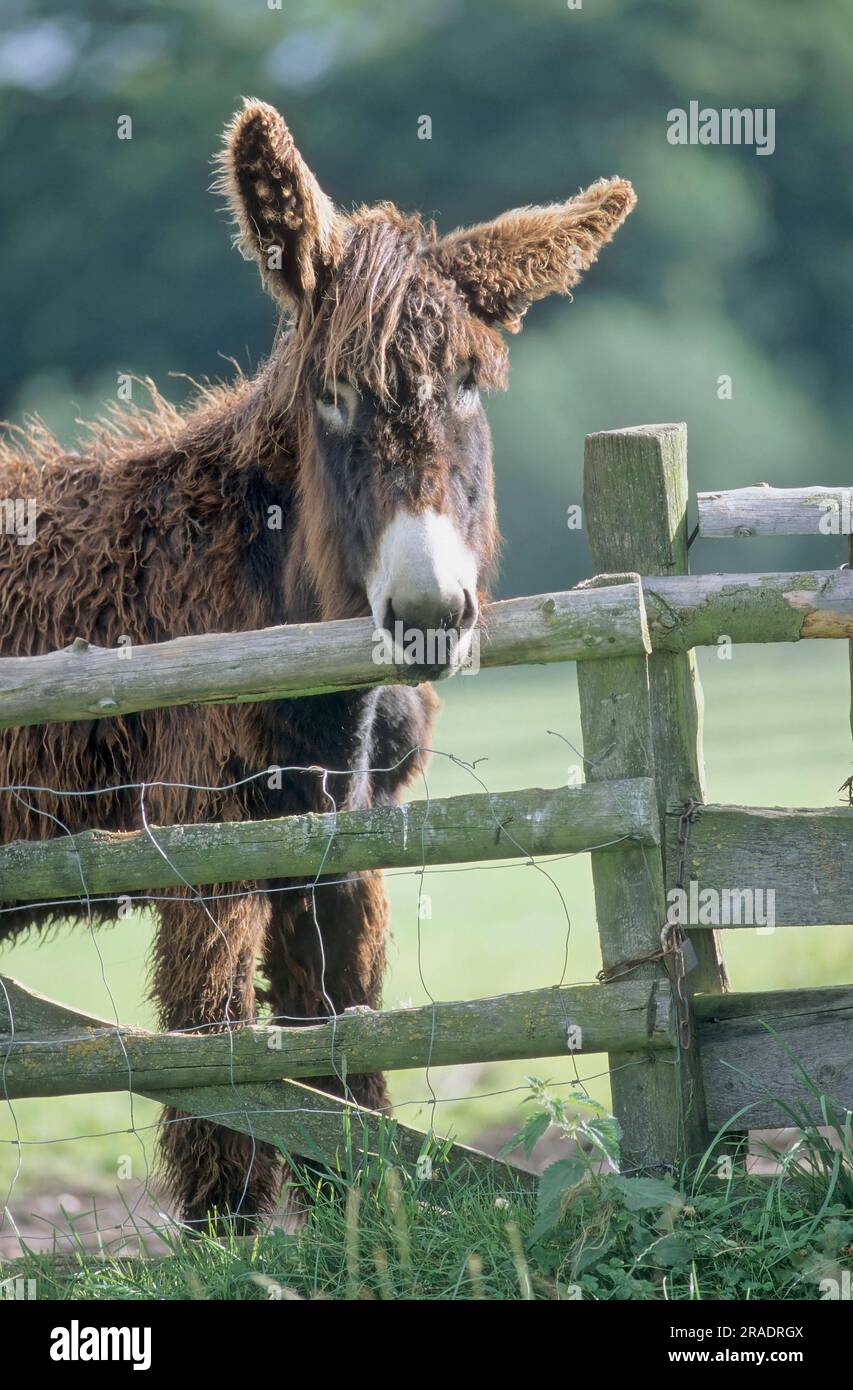 Poitou Giant Donkey with Goat, Poitou Donkey, Baudet du Poitou Stock ...