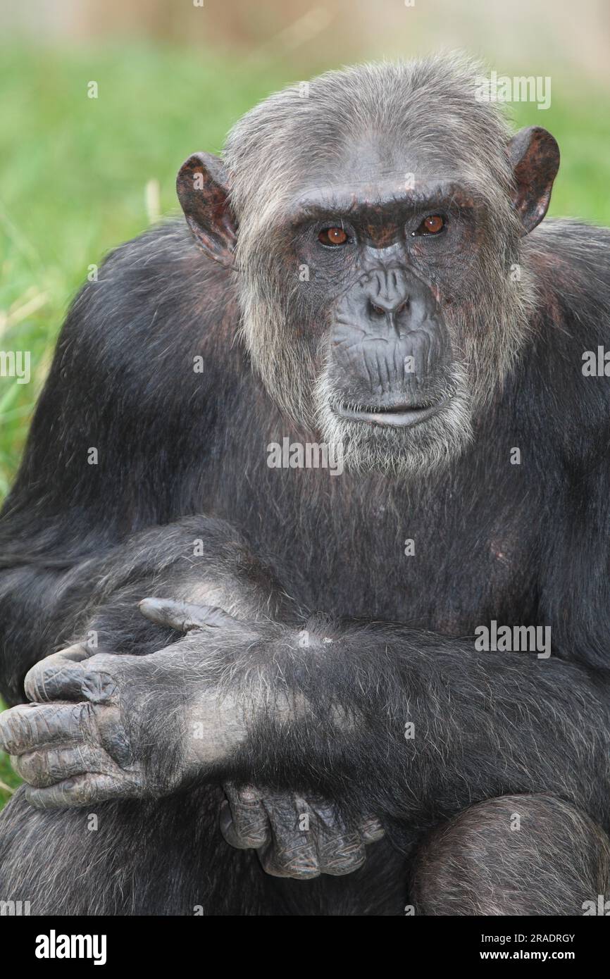 Chimpanzee wild hi-res stock photography and images - Alamy