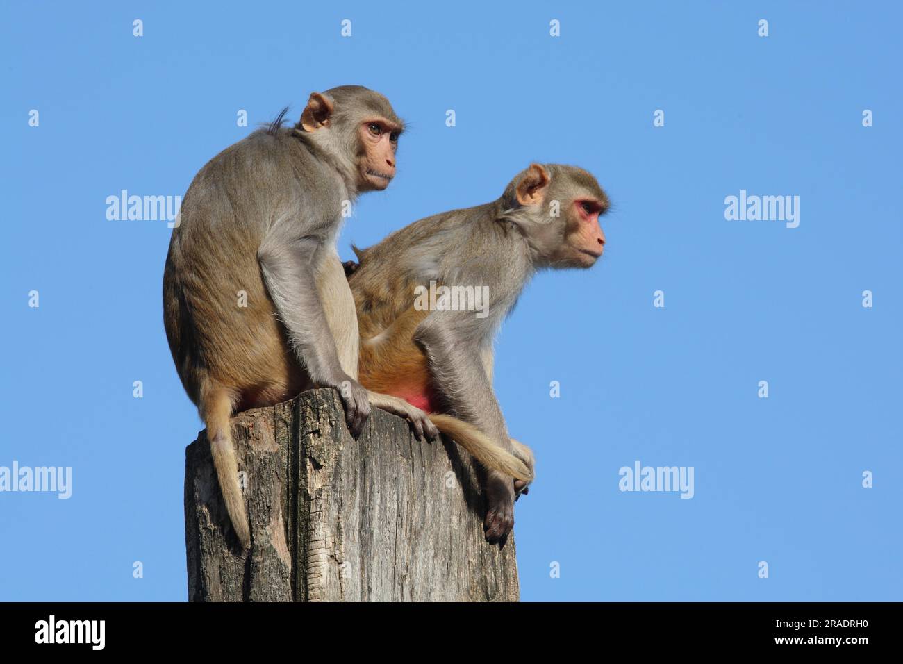 Piaggio monkey hi-res stock photography and images - Alamy