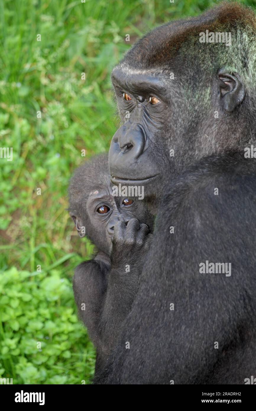Lowland gorilla with cubs Stock Photo - Alamy