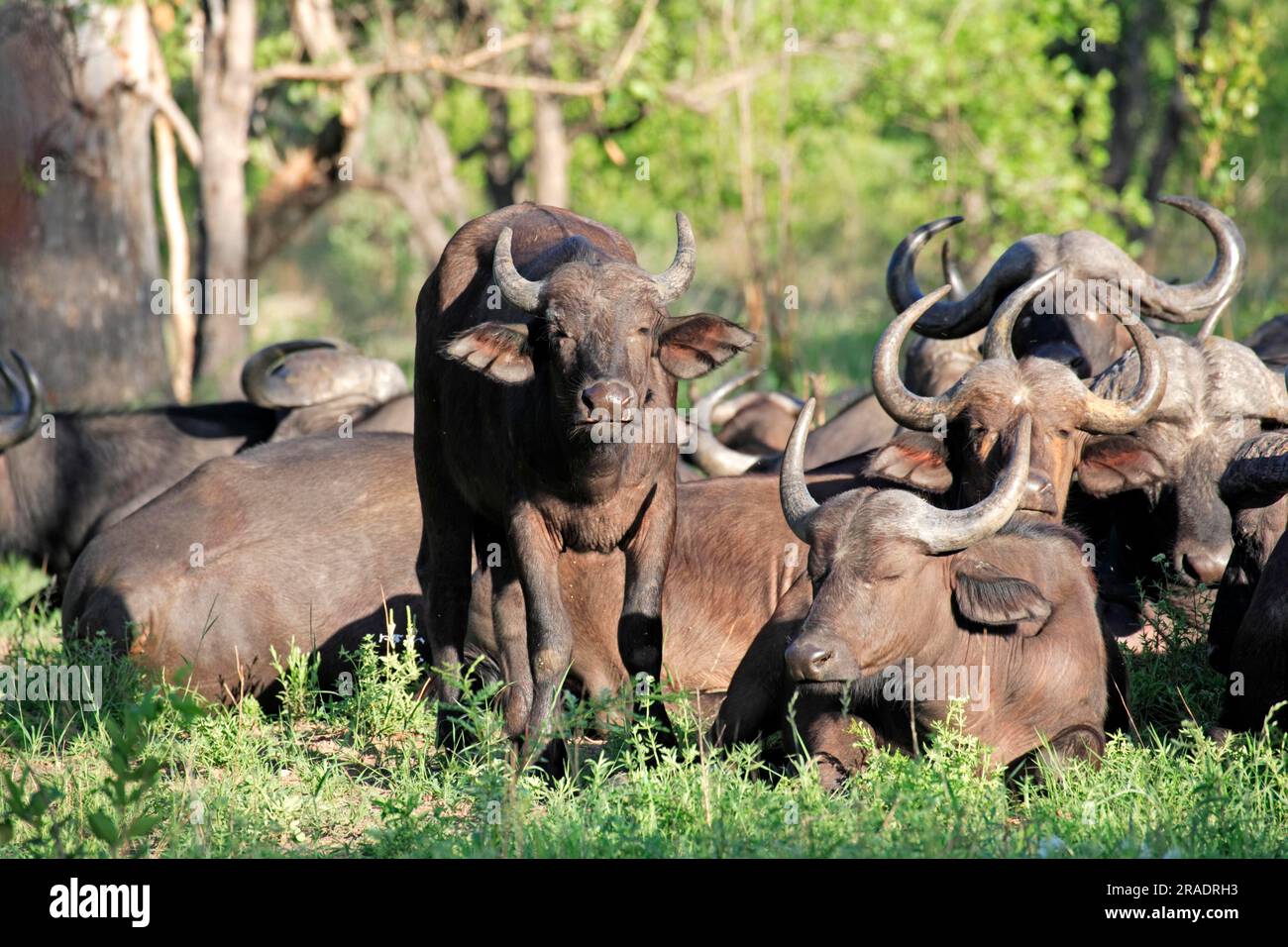 African buffalo (Syncerus caffer), Kruger National Park, South Africa ...
