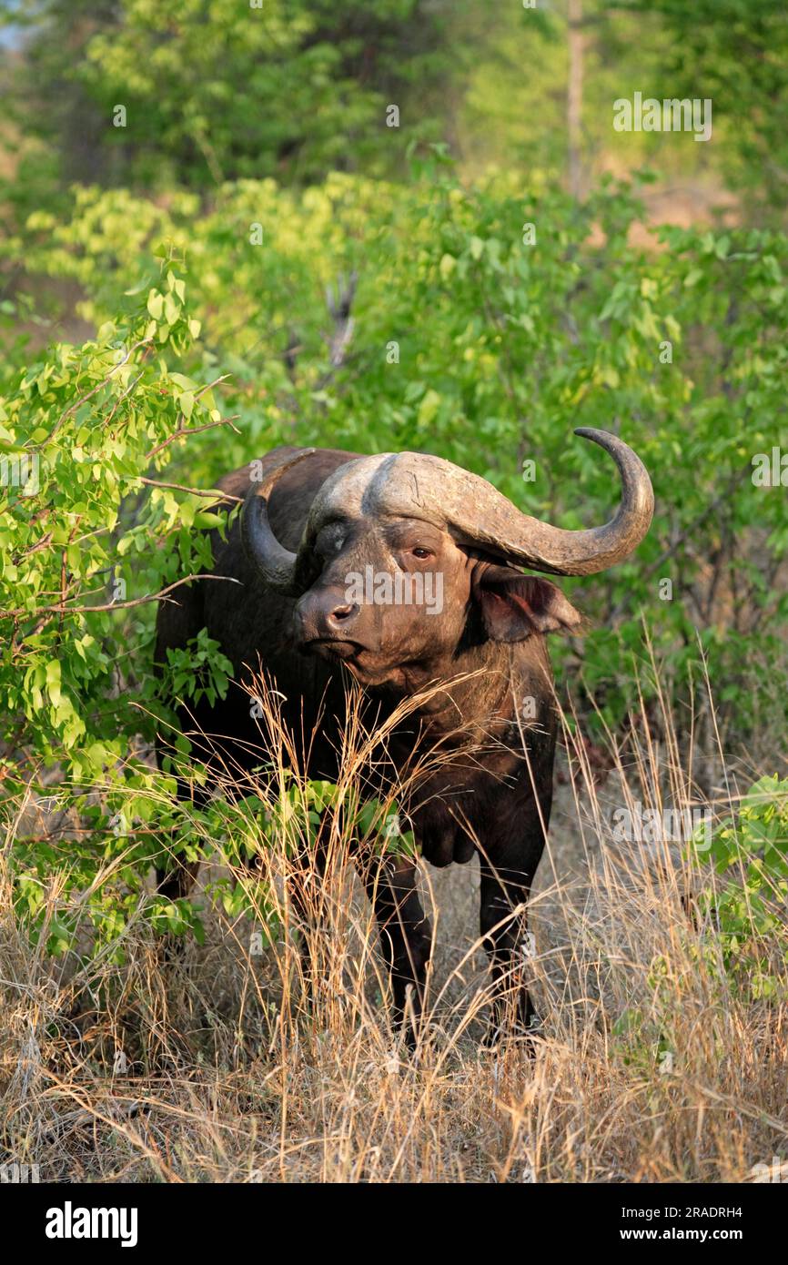 African buffalo (Syncerus caffer), Kruger National Park, South Africa ...