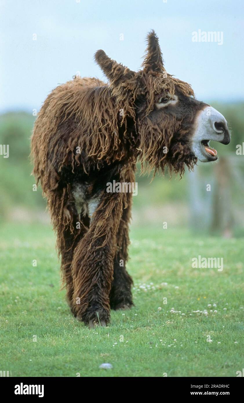 Poitou Giant Donkey with Goat, Poitou Donkey, Baudet du Poitou Stock ...