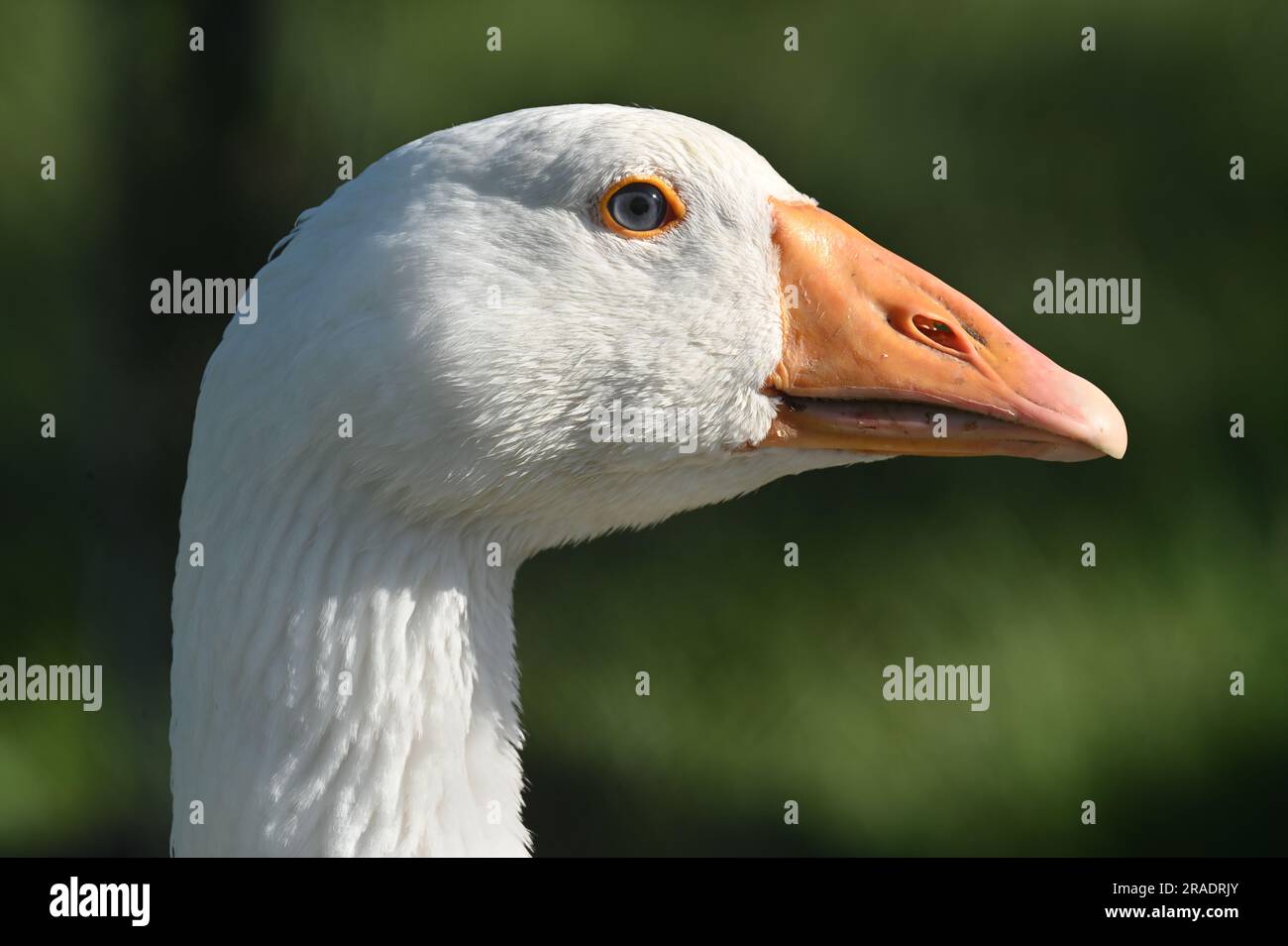 Close-up side portrait of white goose with blue eye and orange beak on ...