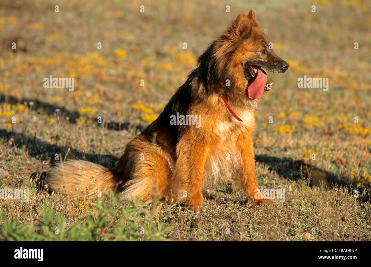 Cow dog hi-res stock photography and images - Alamy
