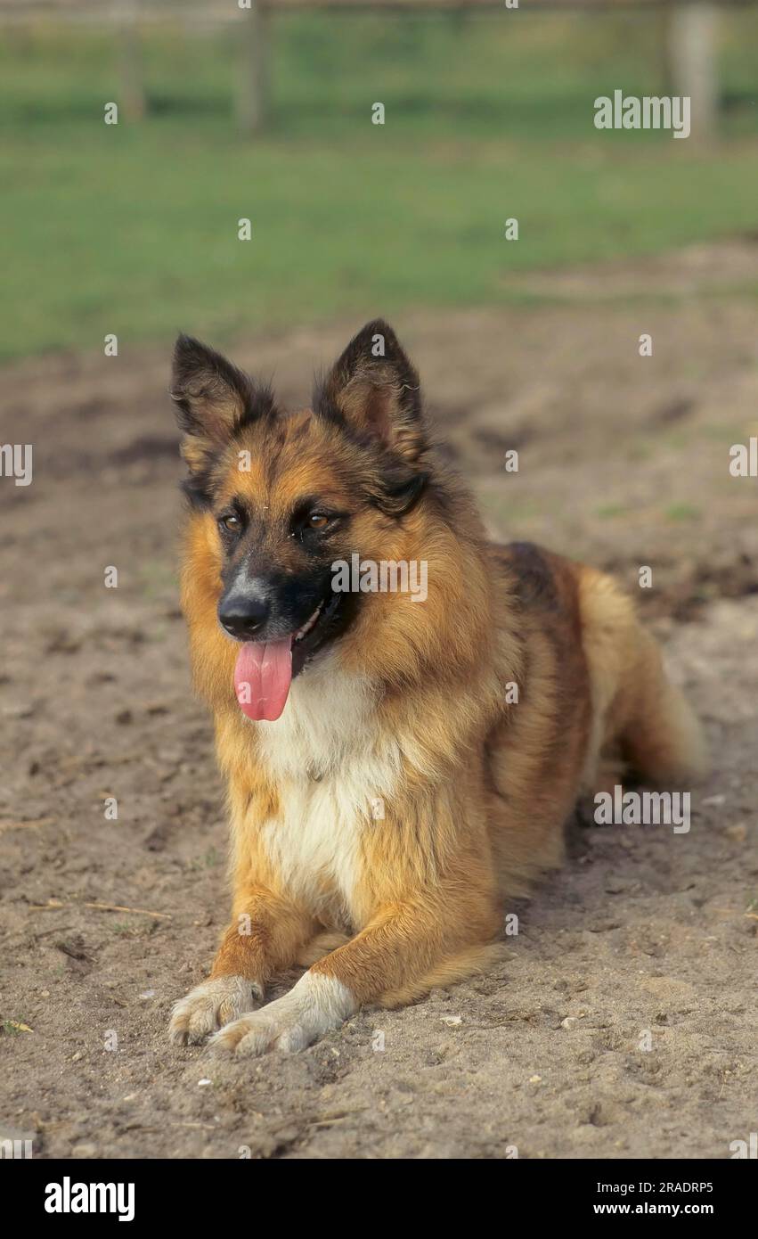 Cow dog hi-res stock photography and images - Alamy