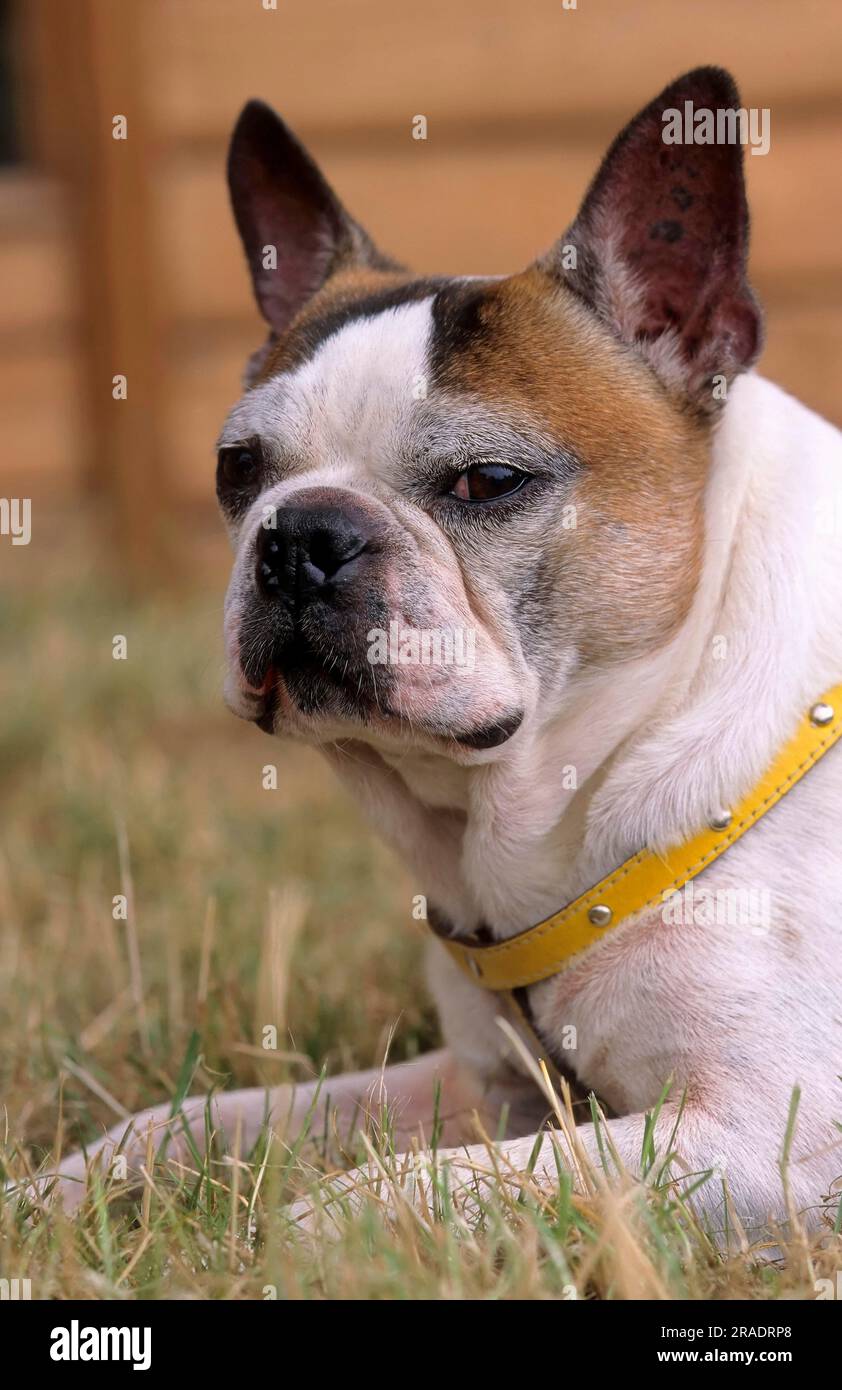 Boston Terrier, FCI, Standard No. 140 Stock Photo - Alamy