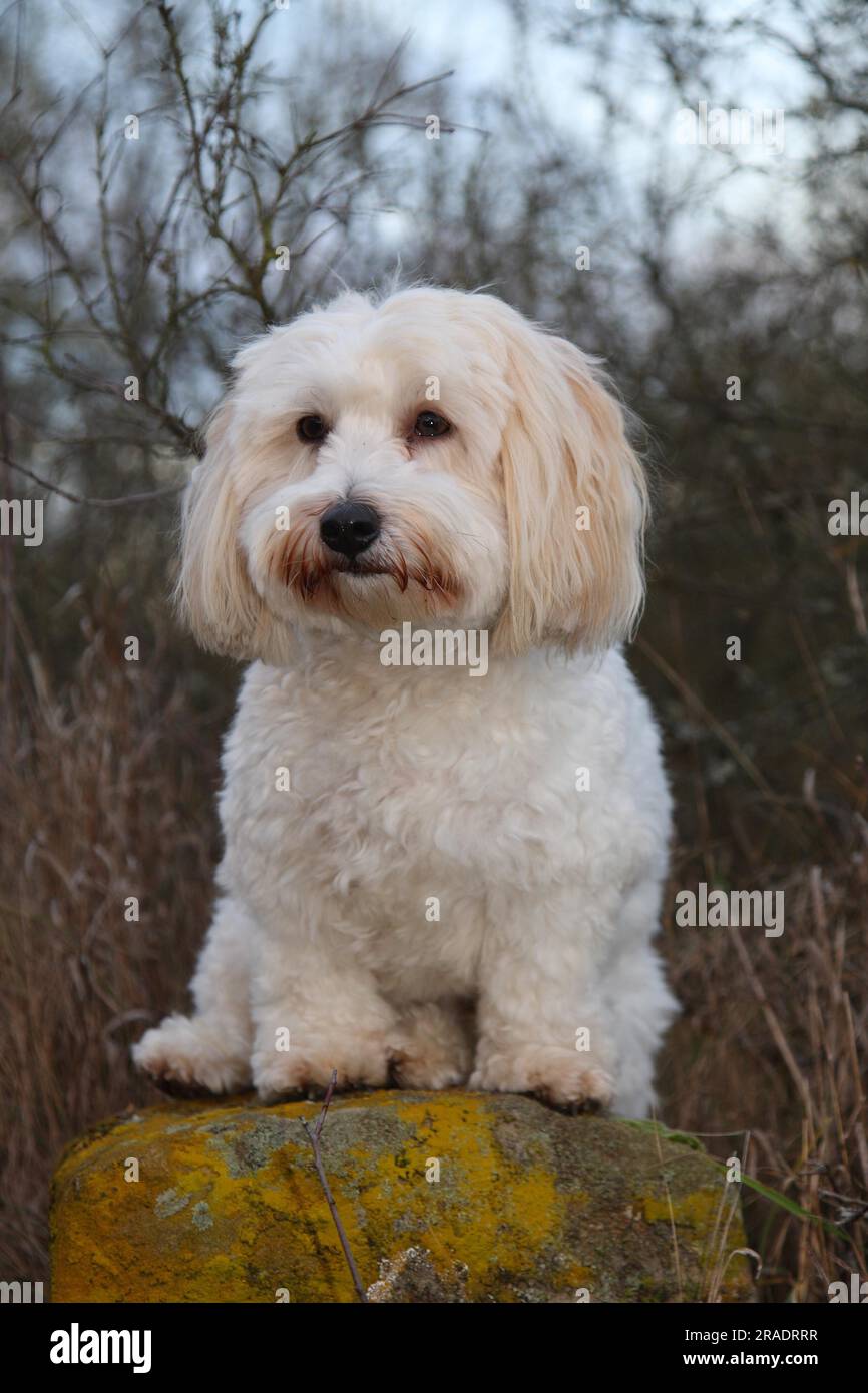 Stone dog hi-res stock photography and images - Alamy