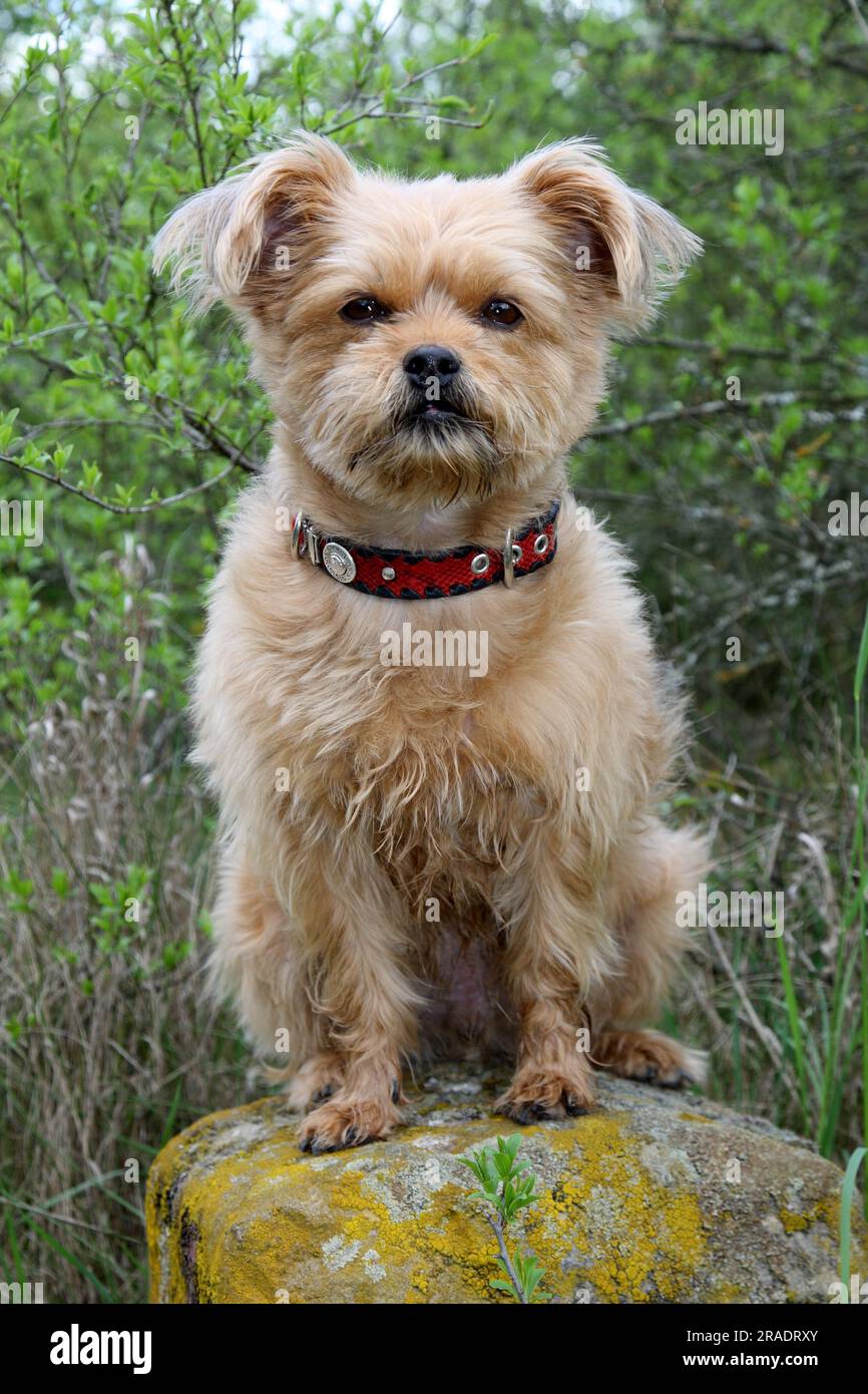 Mongrel pet animal hi-res stock photography and images - Alamy