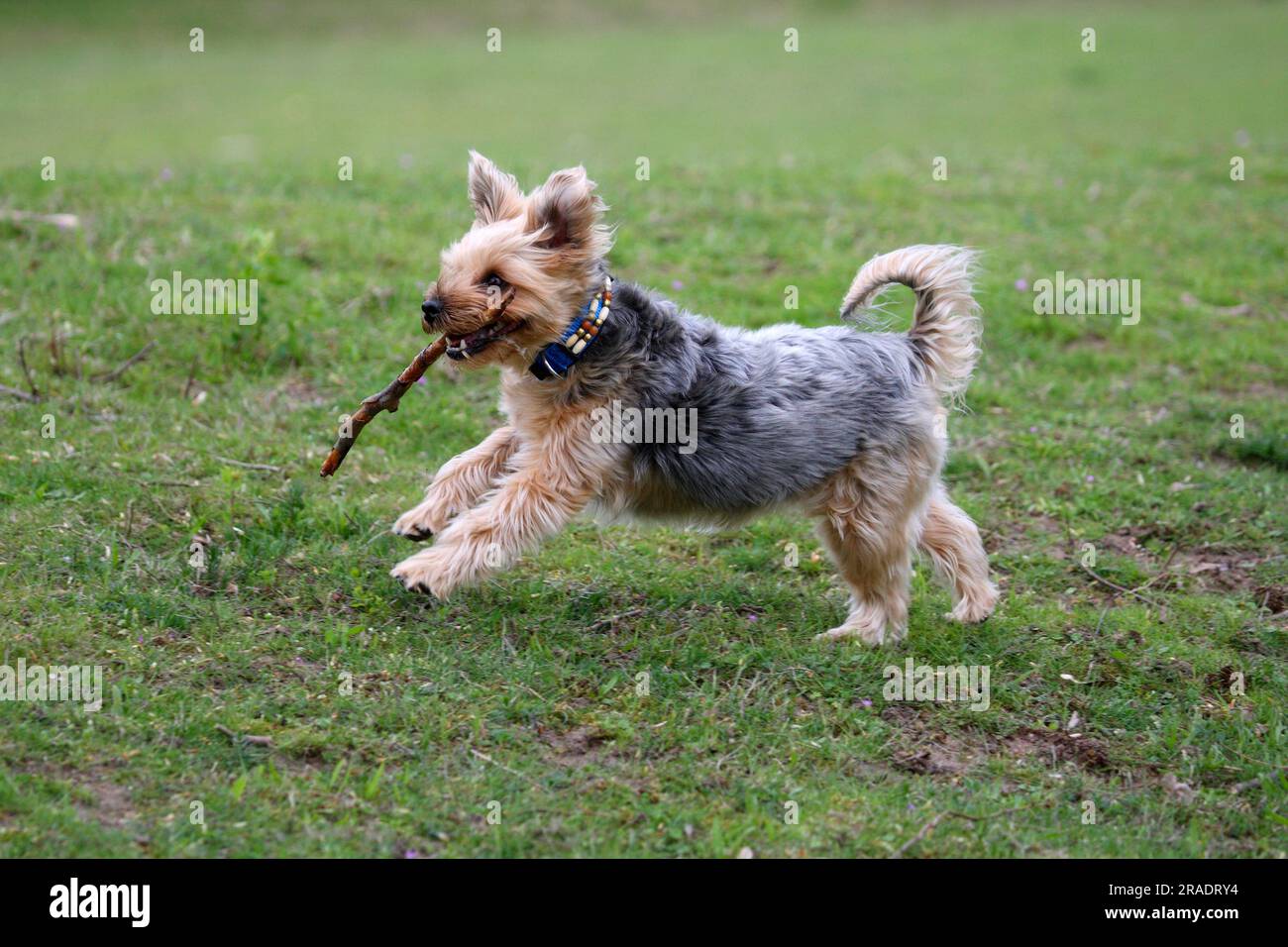 Yorkshire Terrier running with a stick Stock Photo - Alamy