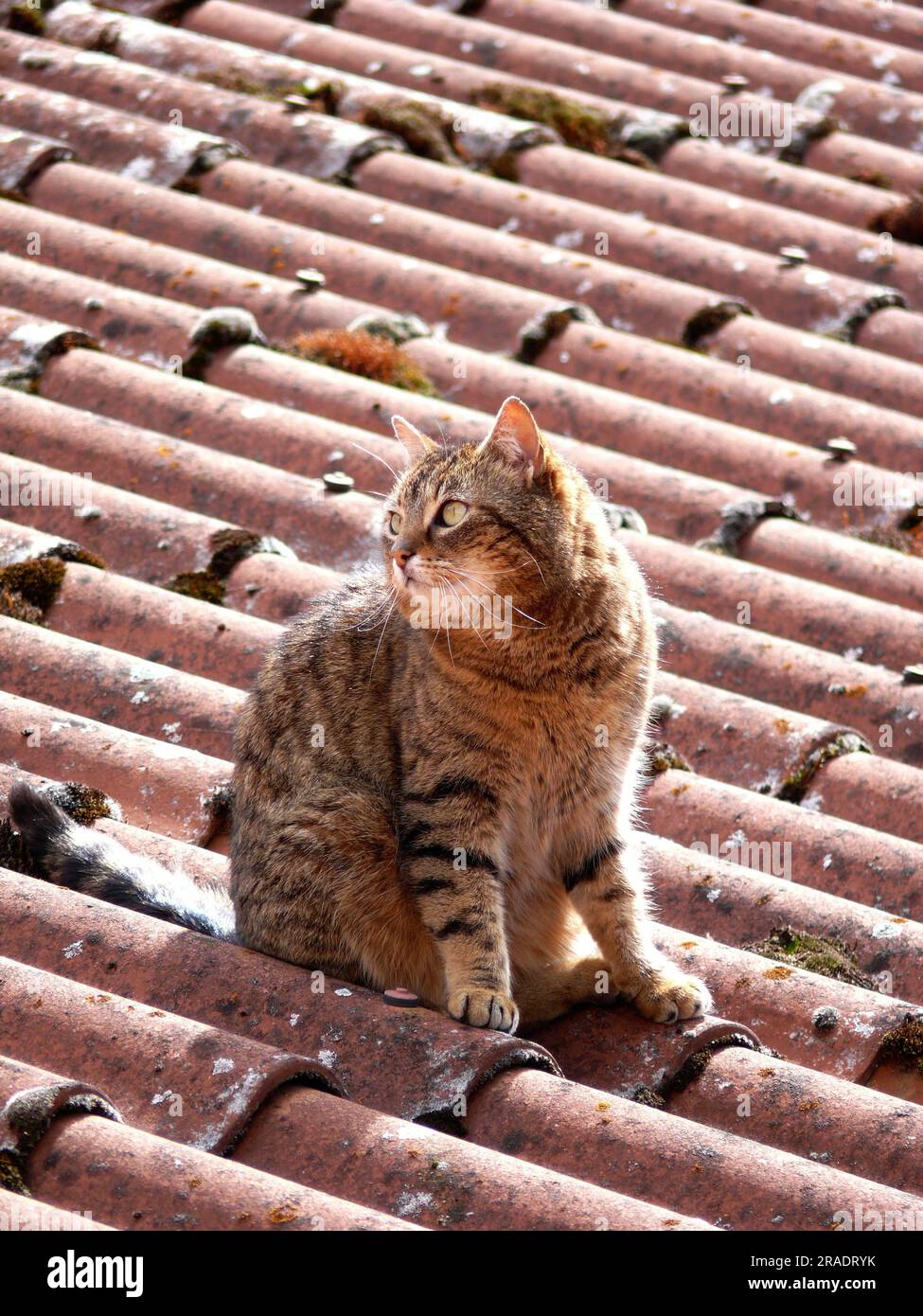 Cat on the roof hi-res stock photography and images - Alamy