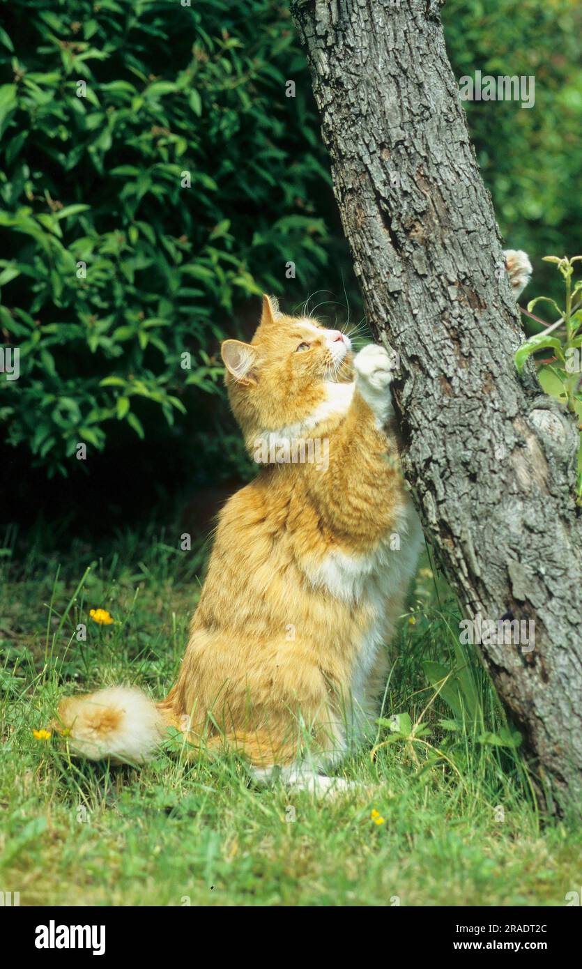 Red and white domestic cat, tomcat Stock Photo - Alamy