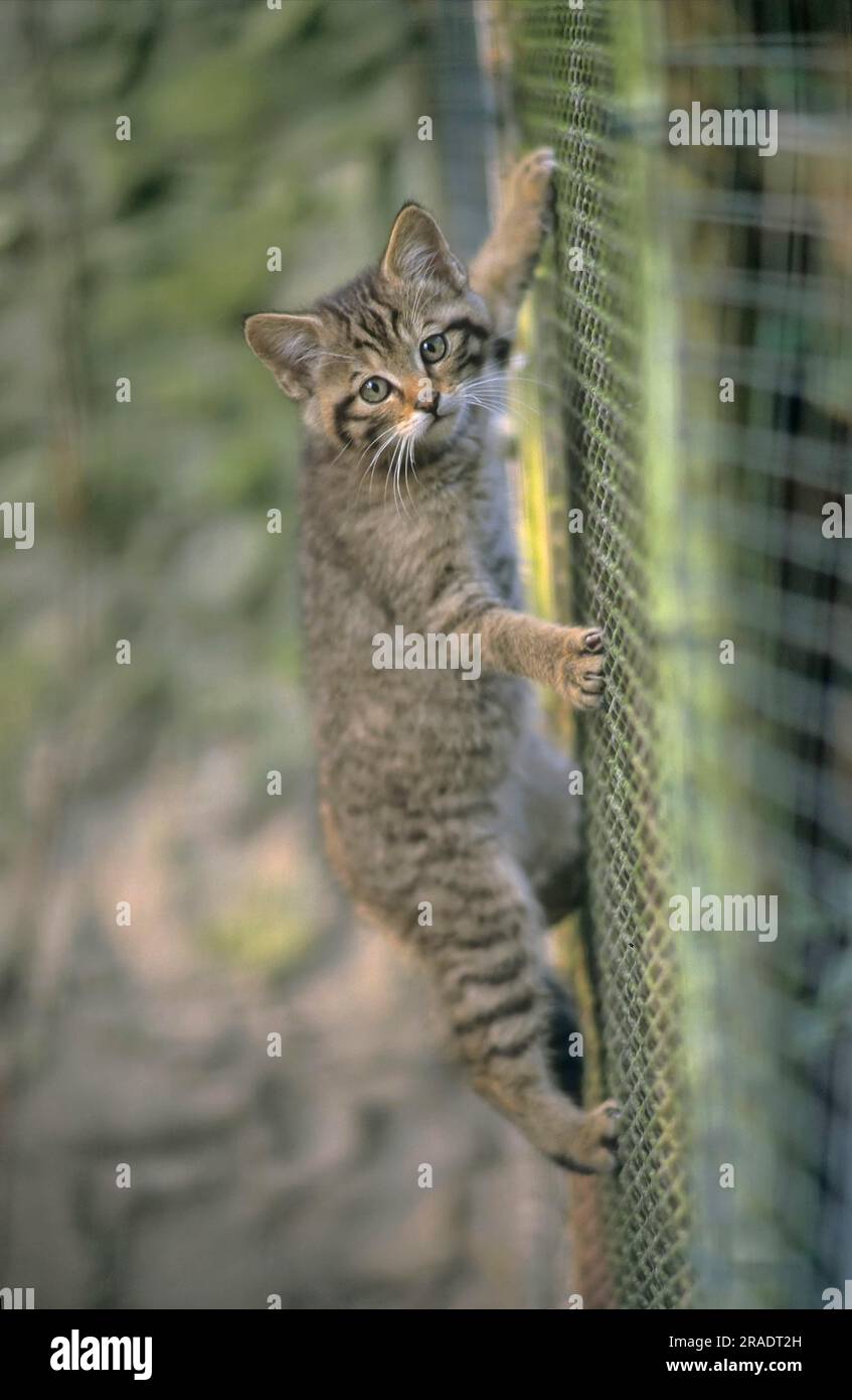 Young wildcat, Nordhorn Zoo Stock Photo - Alamy