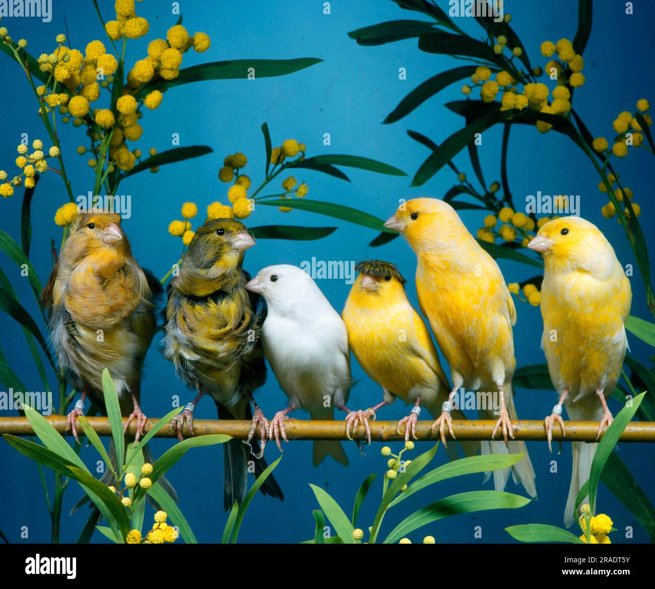 Shaped canaries, from left to right Paris-Tromp. German Bonnet ...