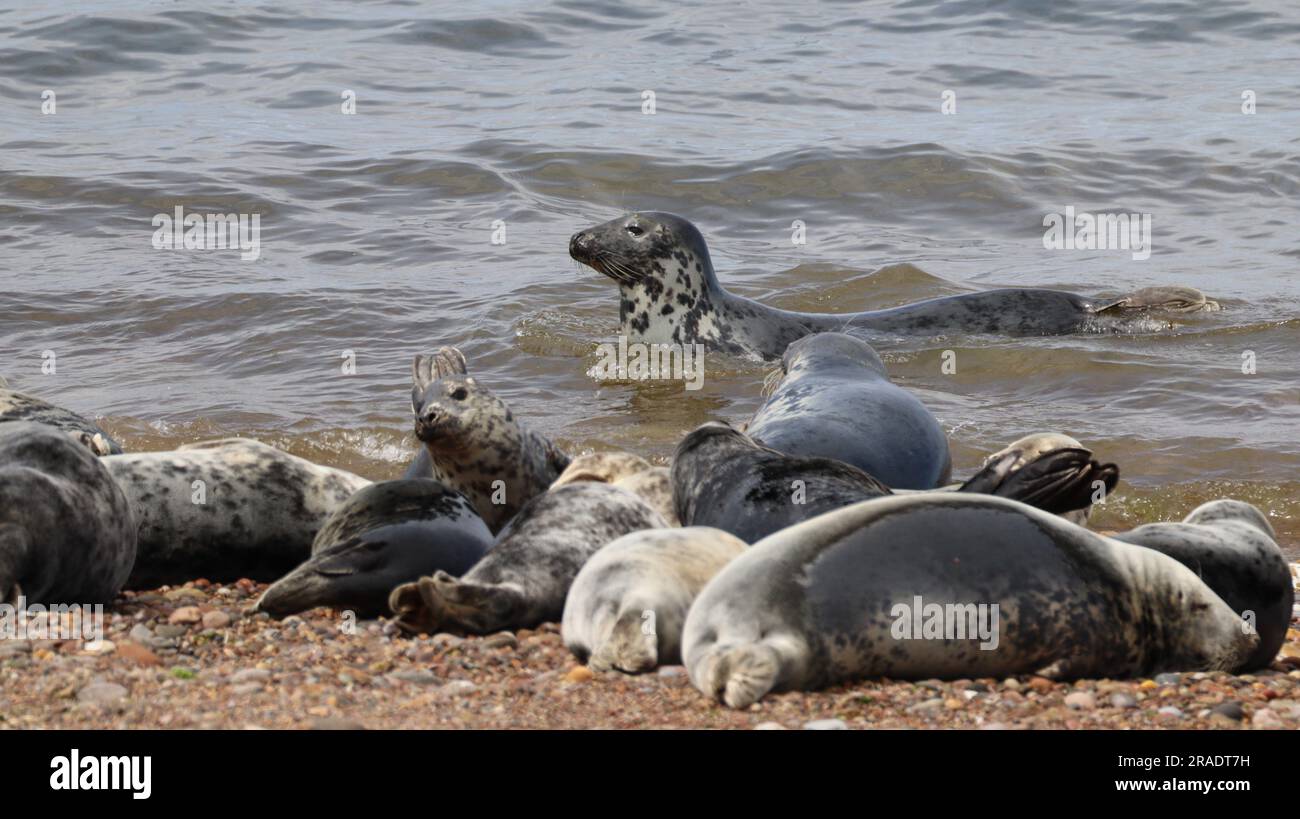 Seals on pebble beach hi-res stock photography and images - Alamy