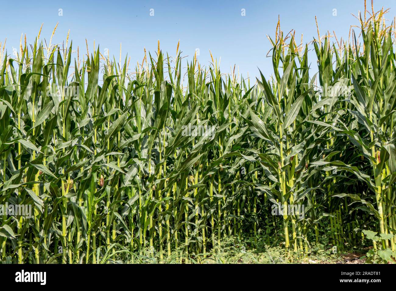 Flowering corn cob hi-res stock photography and images - Alamy