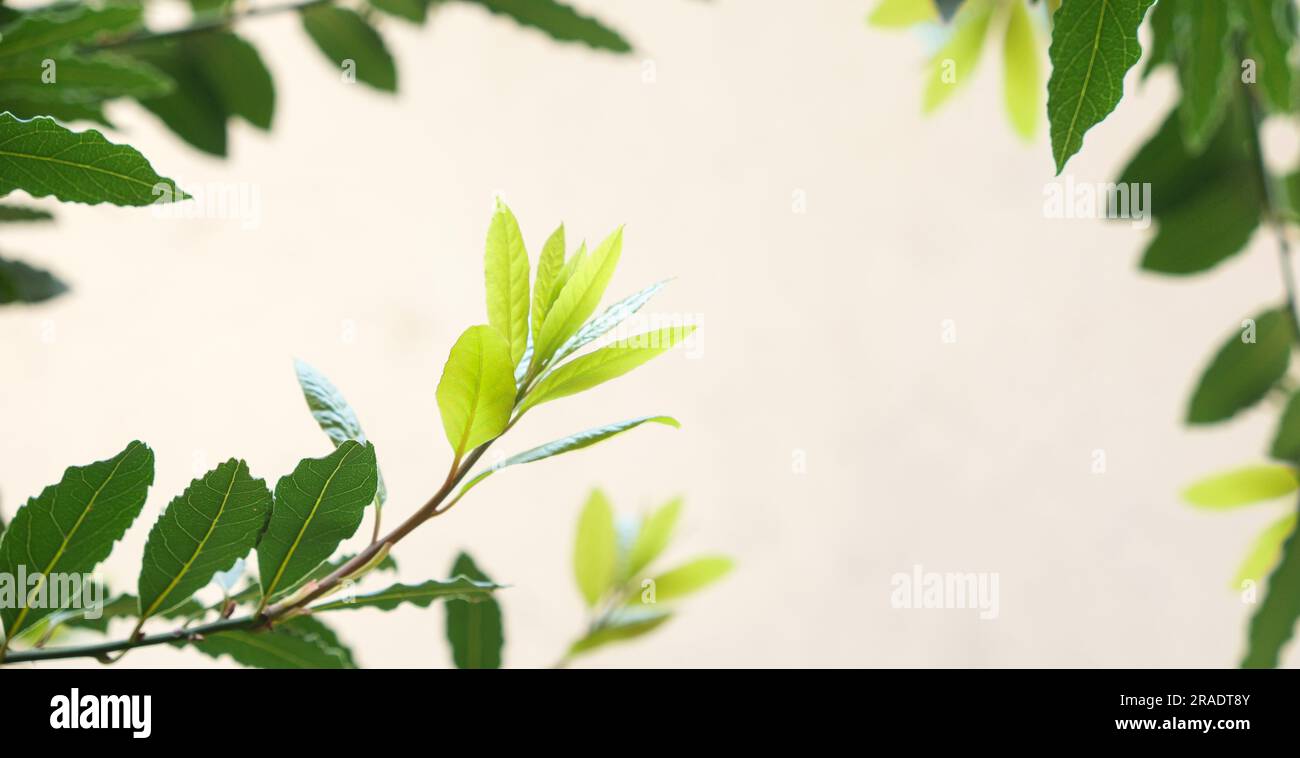 Frame of bay leaves on white background, copy space Stock Photo - Alamy