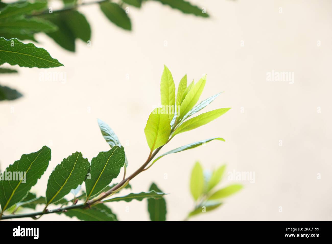 Frame of bay leaves on white background, copy space Stock Photo - Alamy
