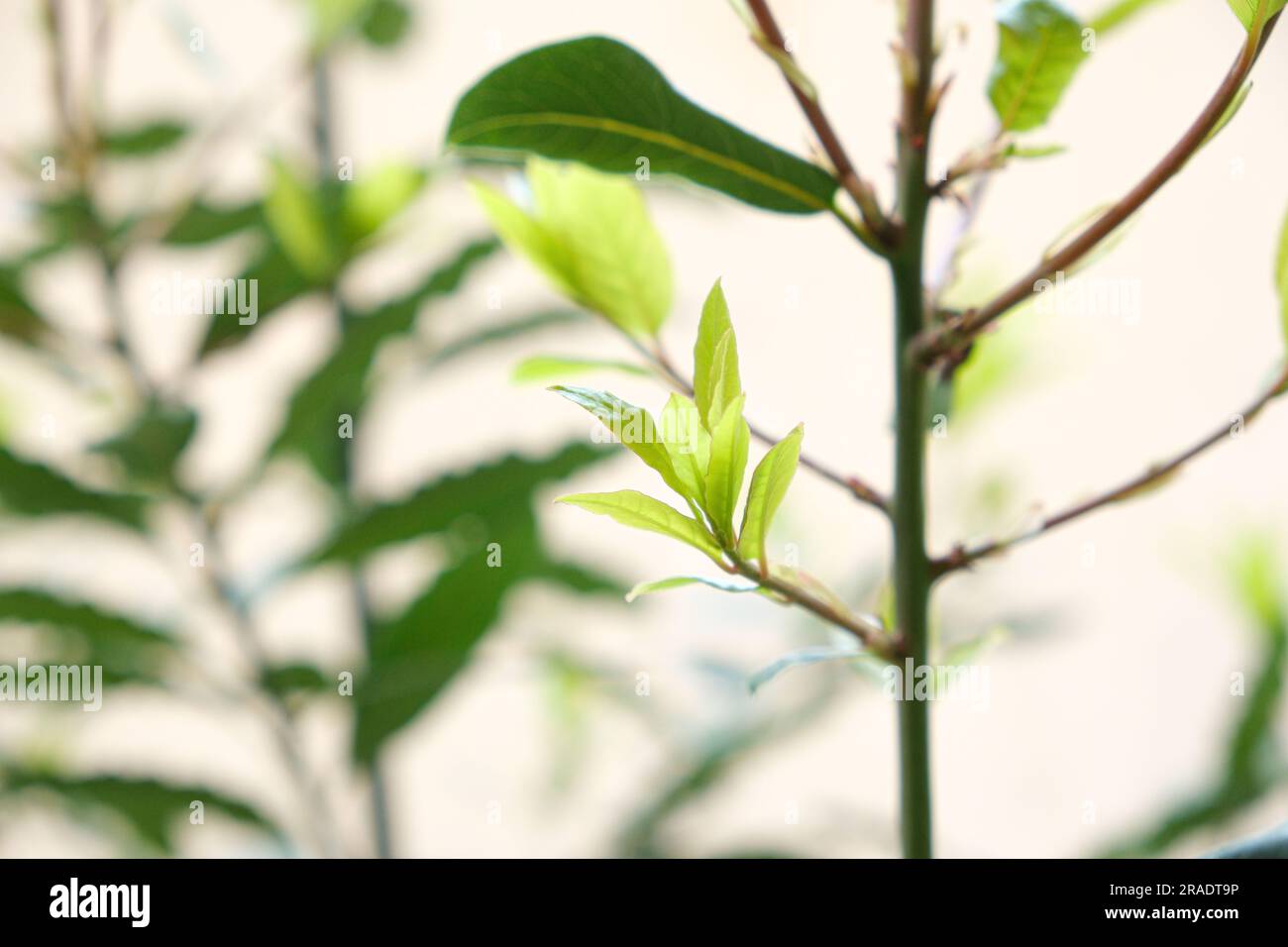 Bay leaf Laurus nobilis on an evergreen tree of the laurel family on a ...