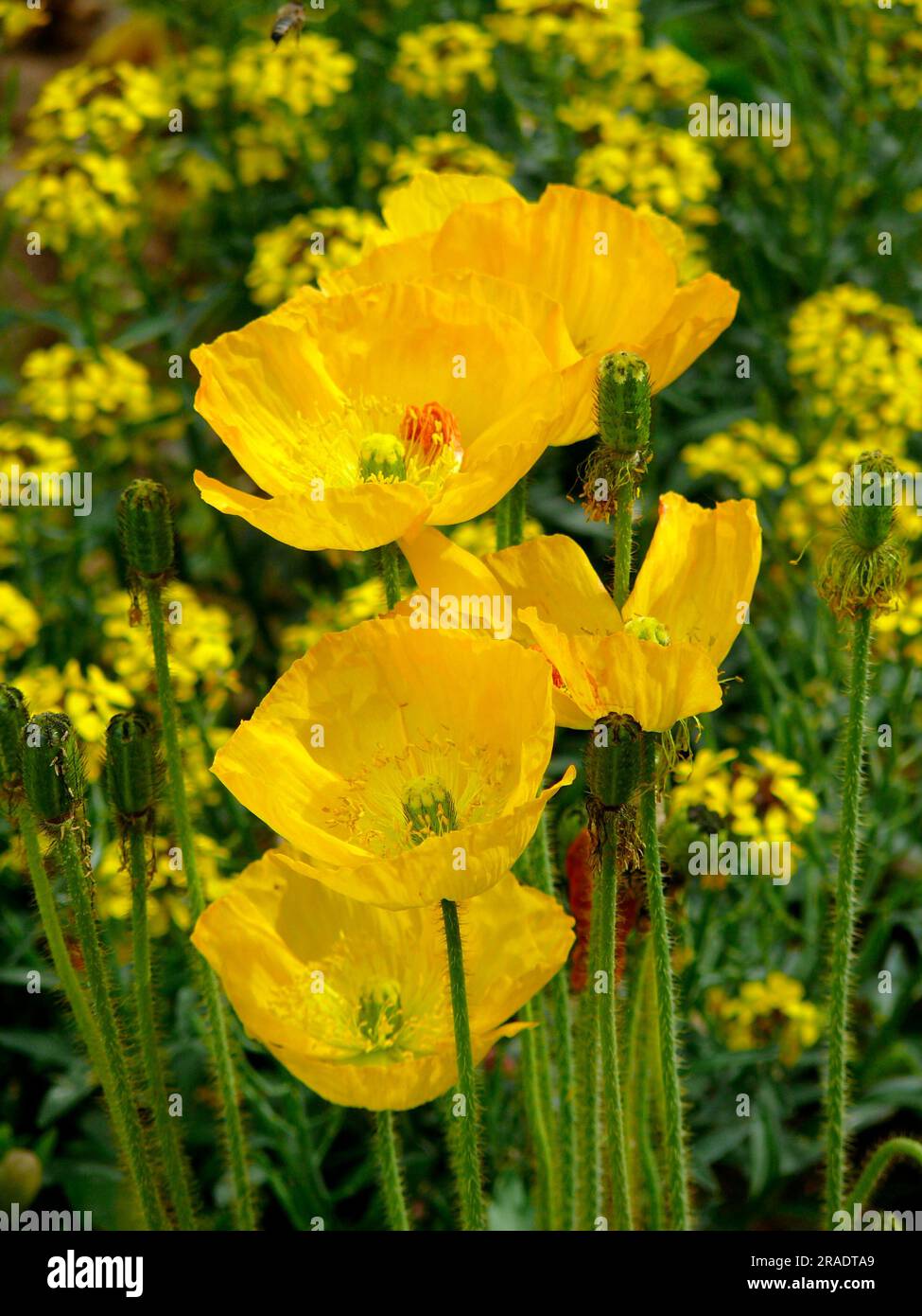 Alpine poppy (Papaver) alpinum, hybrid Stock Photo - Alamy