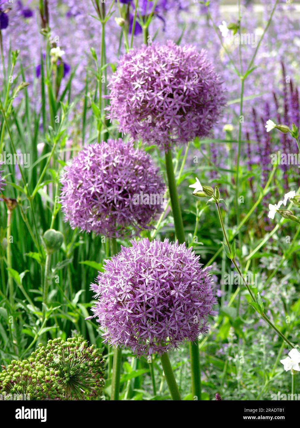 Giant globe leek flowering in the garden, persian onion (Allium ...