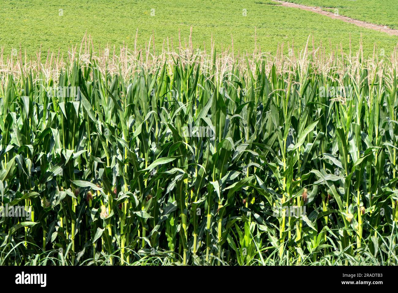 Agricultural field of flowering corn. Green stems, young cobs of corn ...