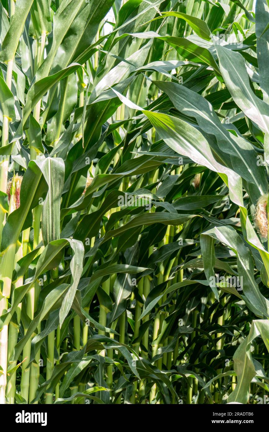 Agricultural field of flowering corn. Green stems, young cobs of corn ...