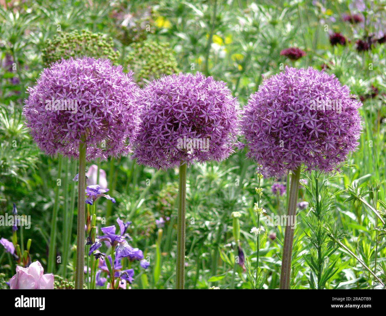 Giant globe leek flowering in the garden, persian onion (Allium ...