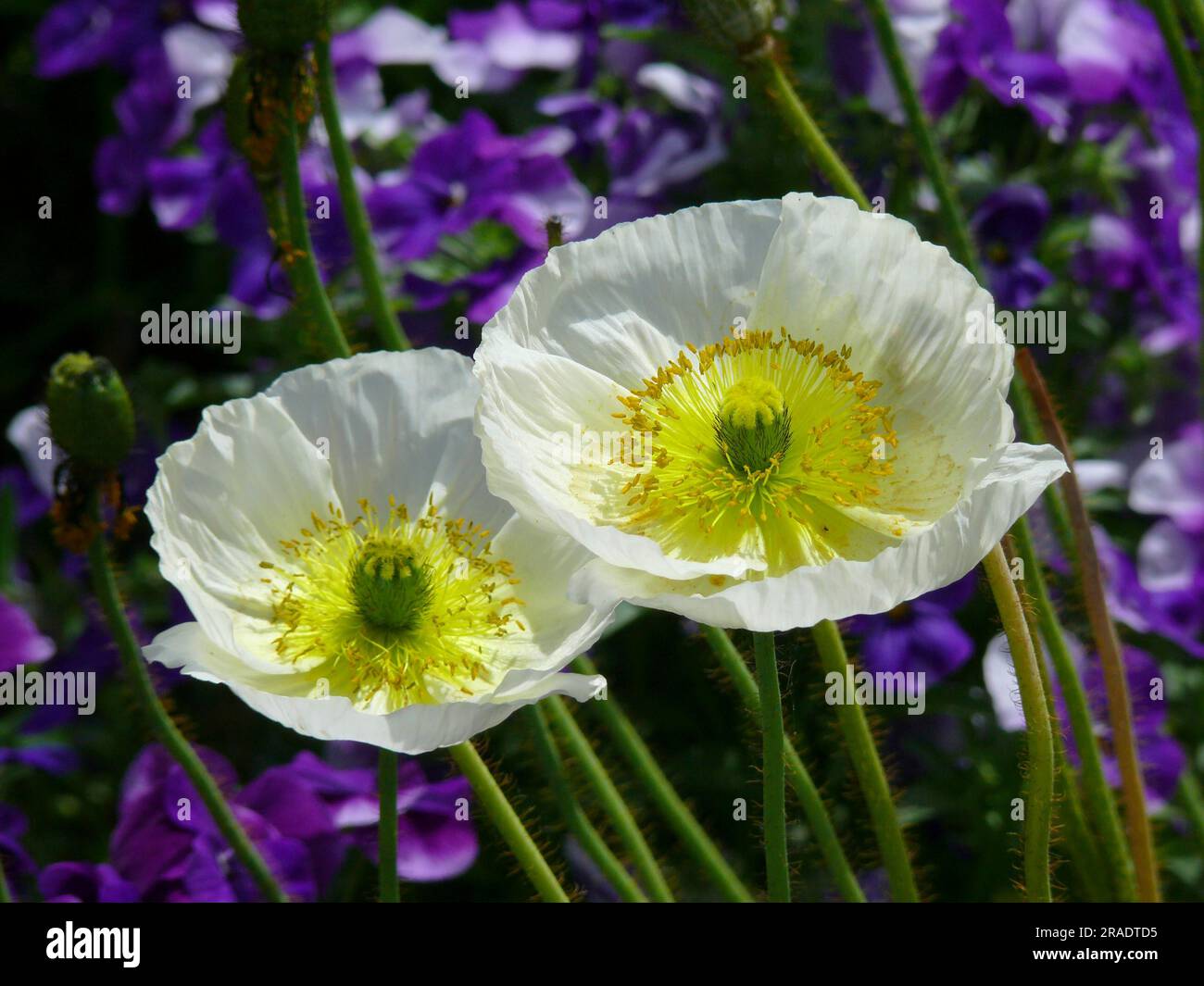 Alpine poppy (Papaver) in the garden flowering with pansy alpinum ...