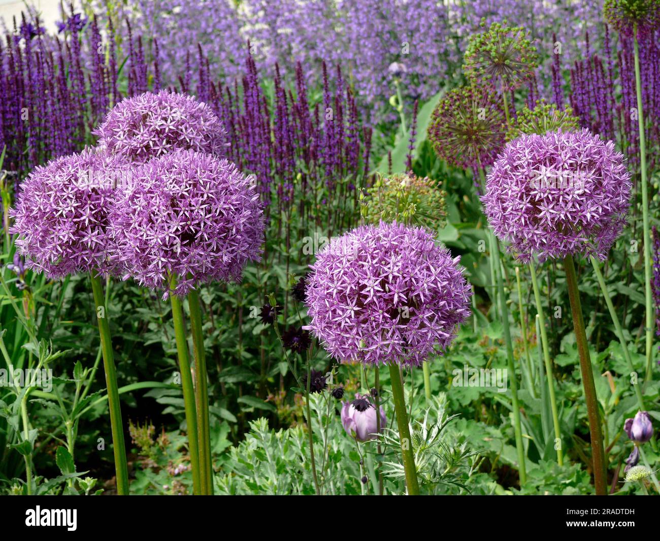 Giant globe leek flowering in the garden, persian onion (Allium ...