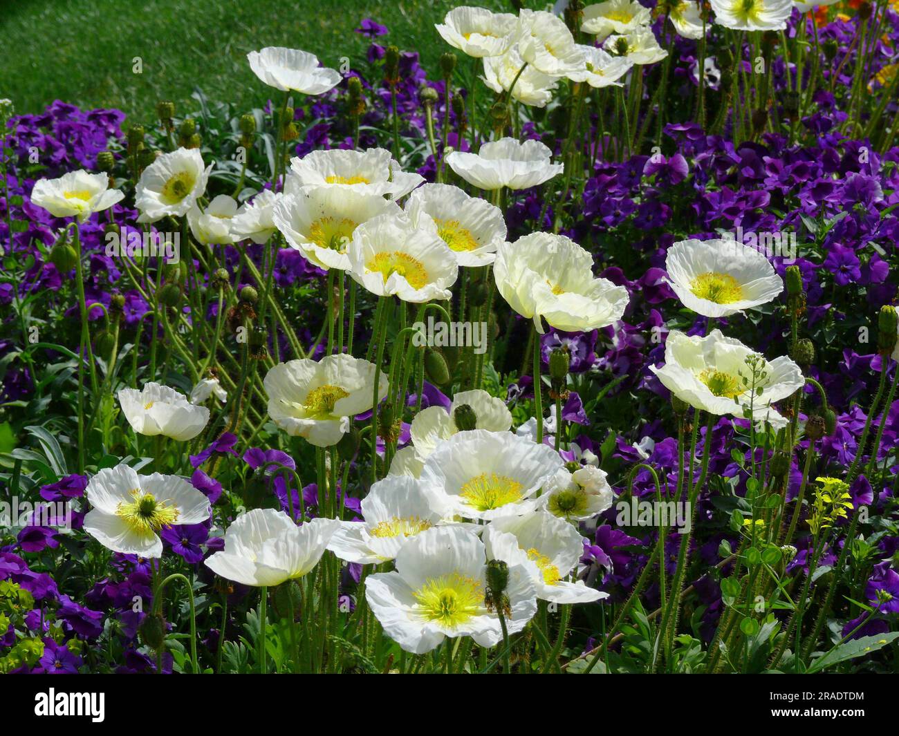 Landesgartenschau Bad Rappenau, Alpine poppy (Papaver) in the garden ...