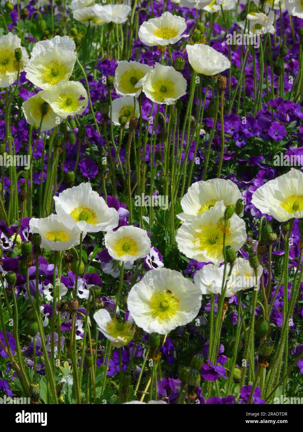 Alpine poppy (Papaver) flowering in the garden with pansy alpinum ...