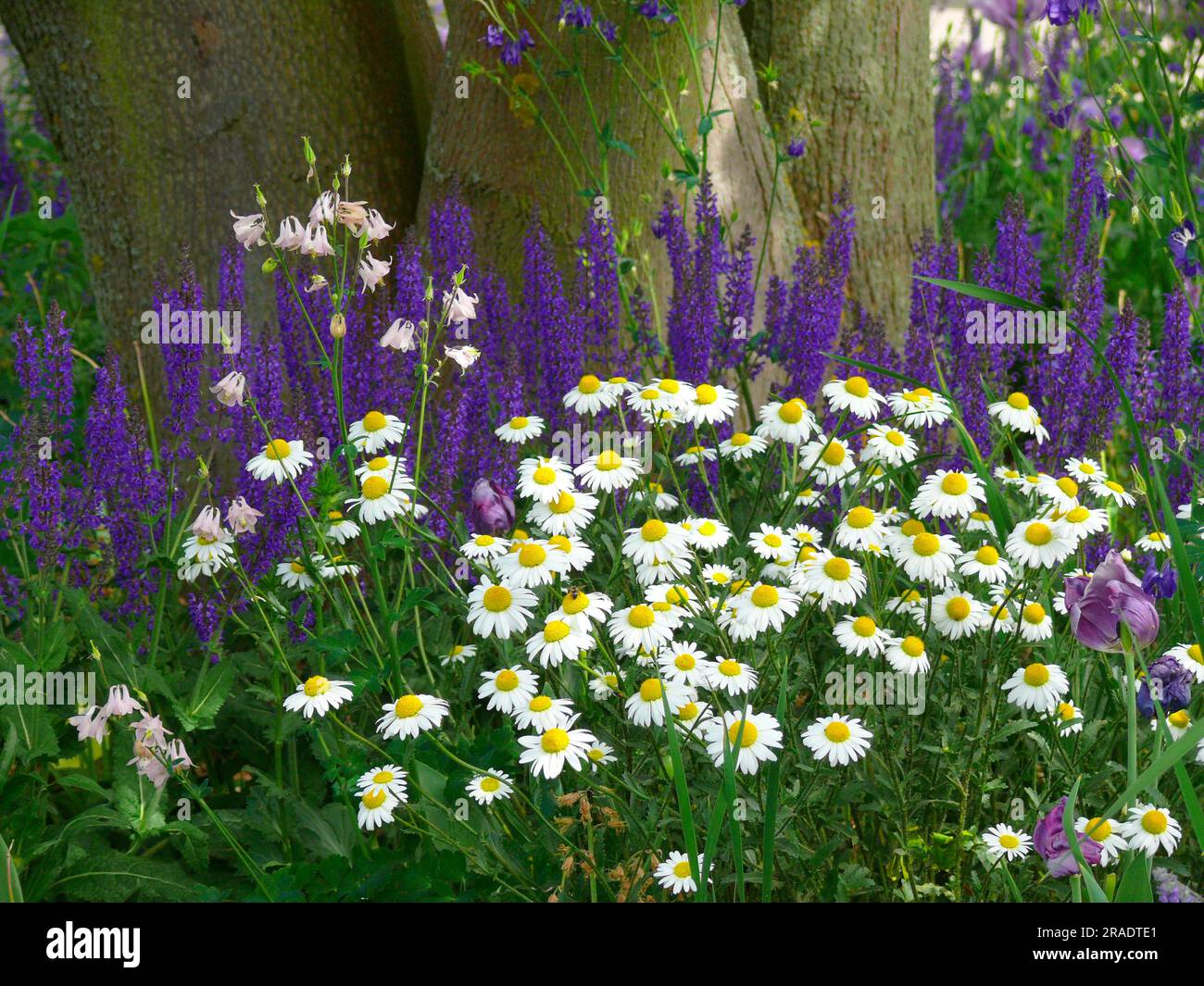 State Garden Show Bad Rappenau, daisies blooming in the garden, garden ...