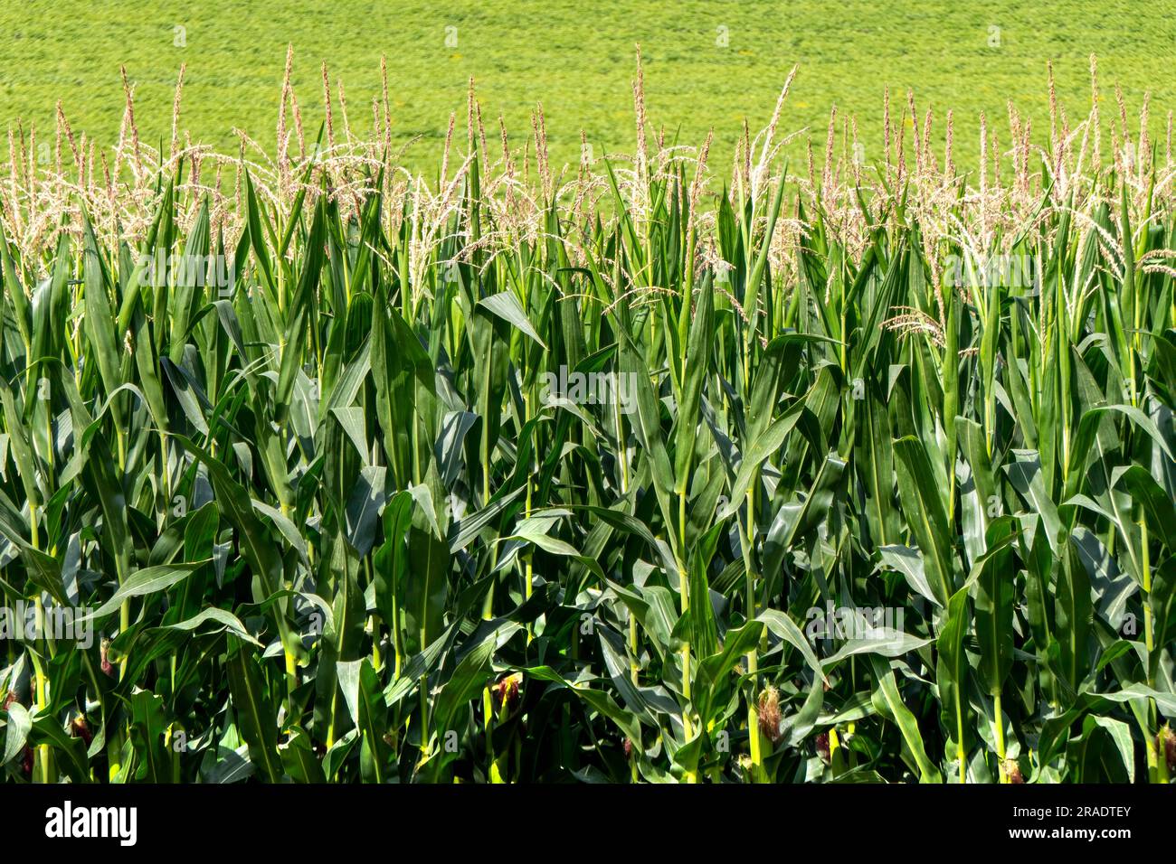 Agricultural field of flowering corn. Green stems, young cobs of corn ...