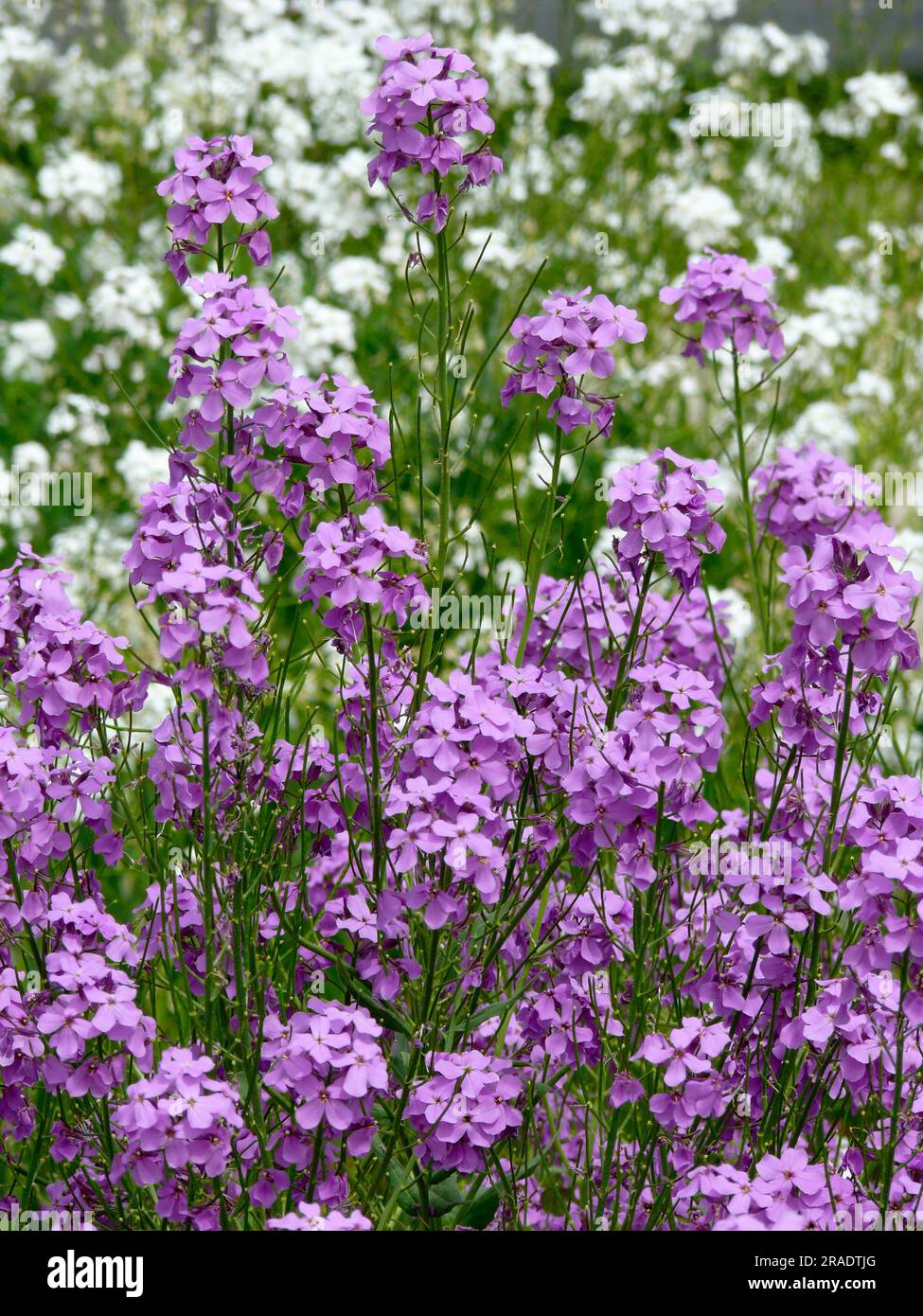 Honesty flowering hi-res stock photography and images - Alamy