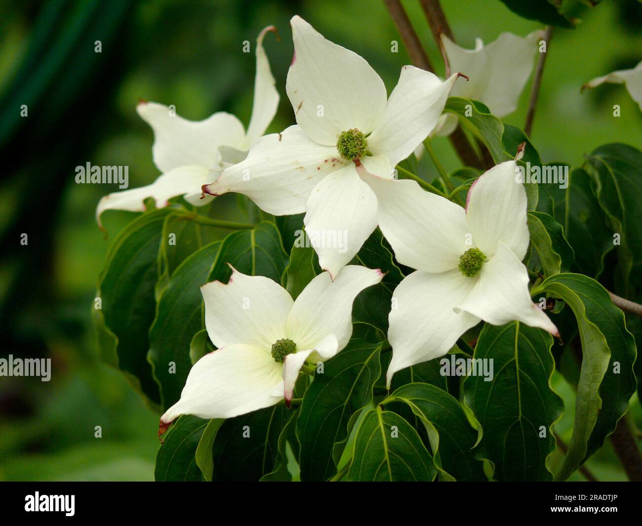 Ocua Japanese dogwood (Cornus) flowering, Cornus kousa Stock Photo - Alamy