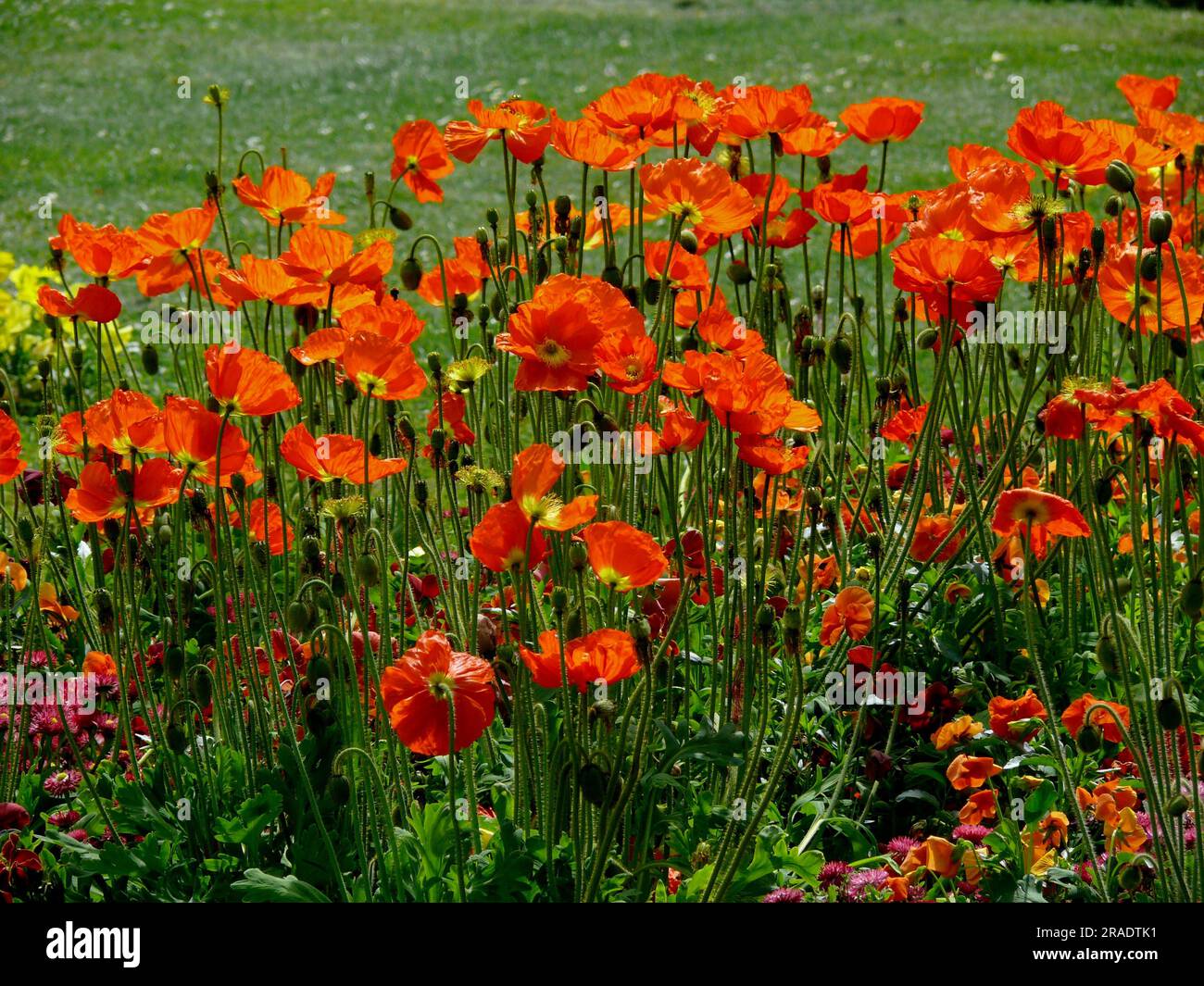 Alpine poppy (Papaver) flowering in the garden with pansy alpinum ...