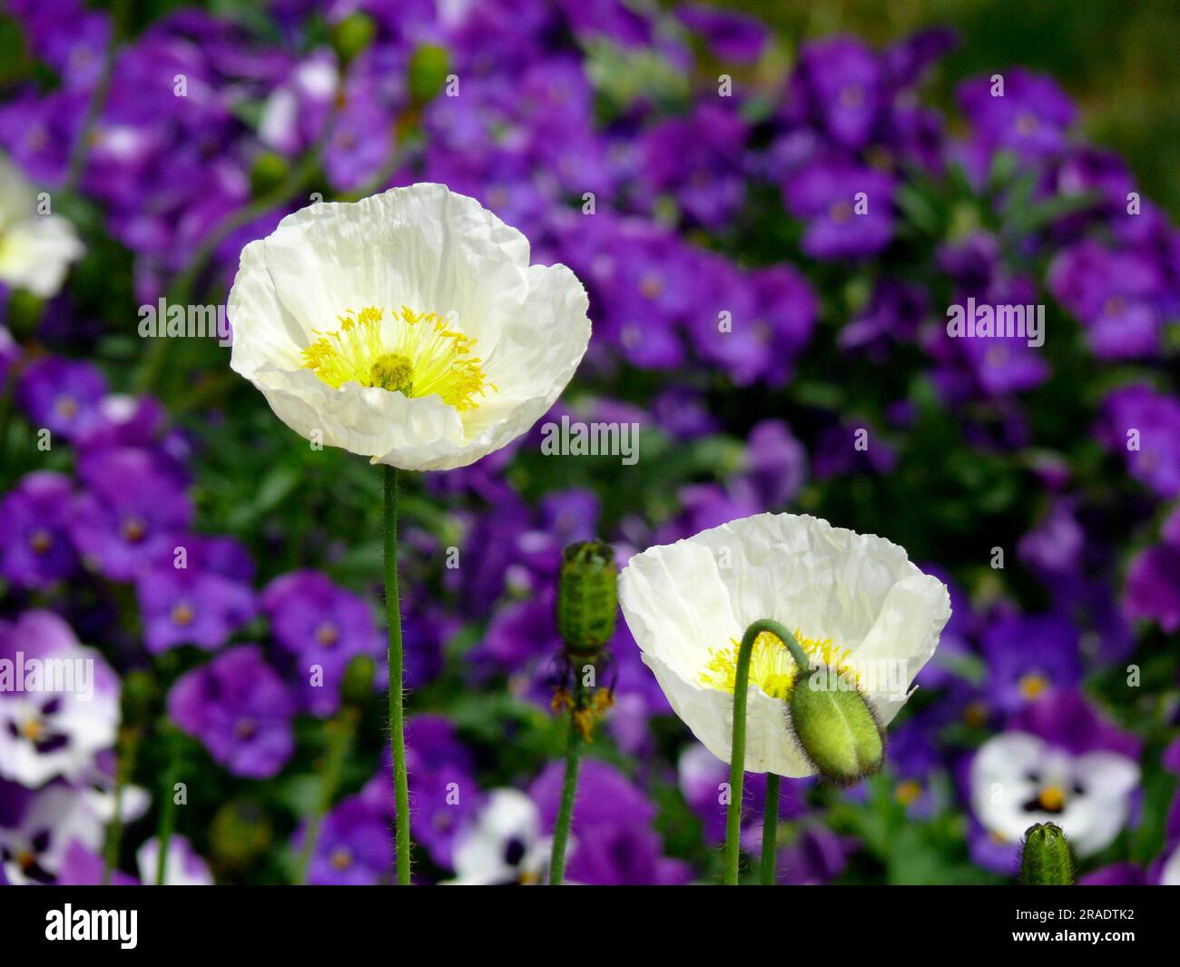 Alpine poppy (Papaver) flowering in the garden with pansy alpinum ...