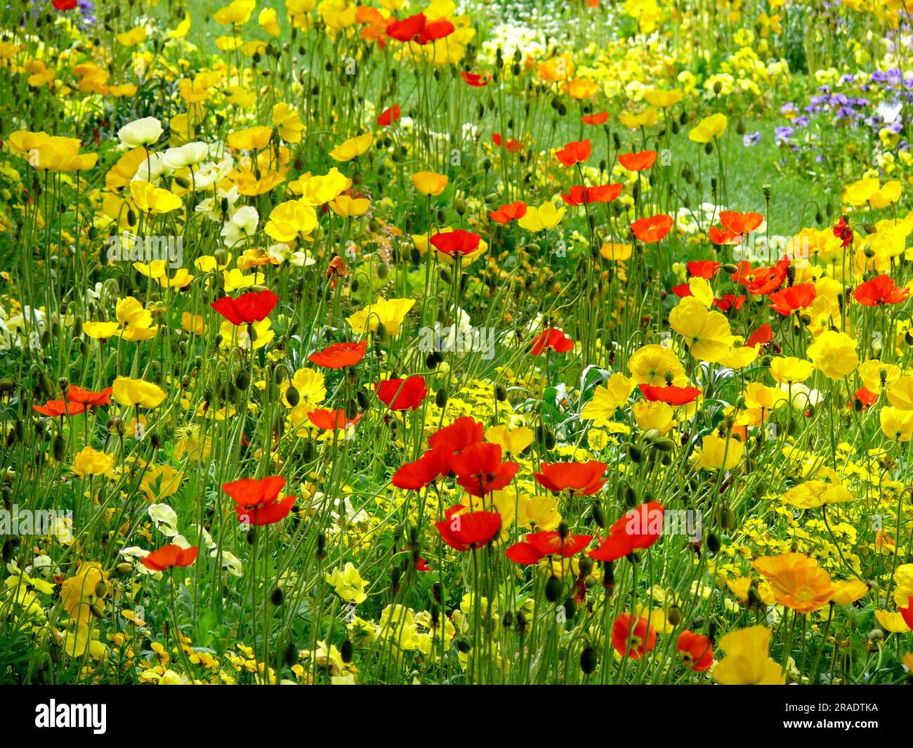 State Garden Show Bad Rappenau 2008, flower bed with various flower-bed ...