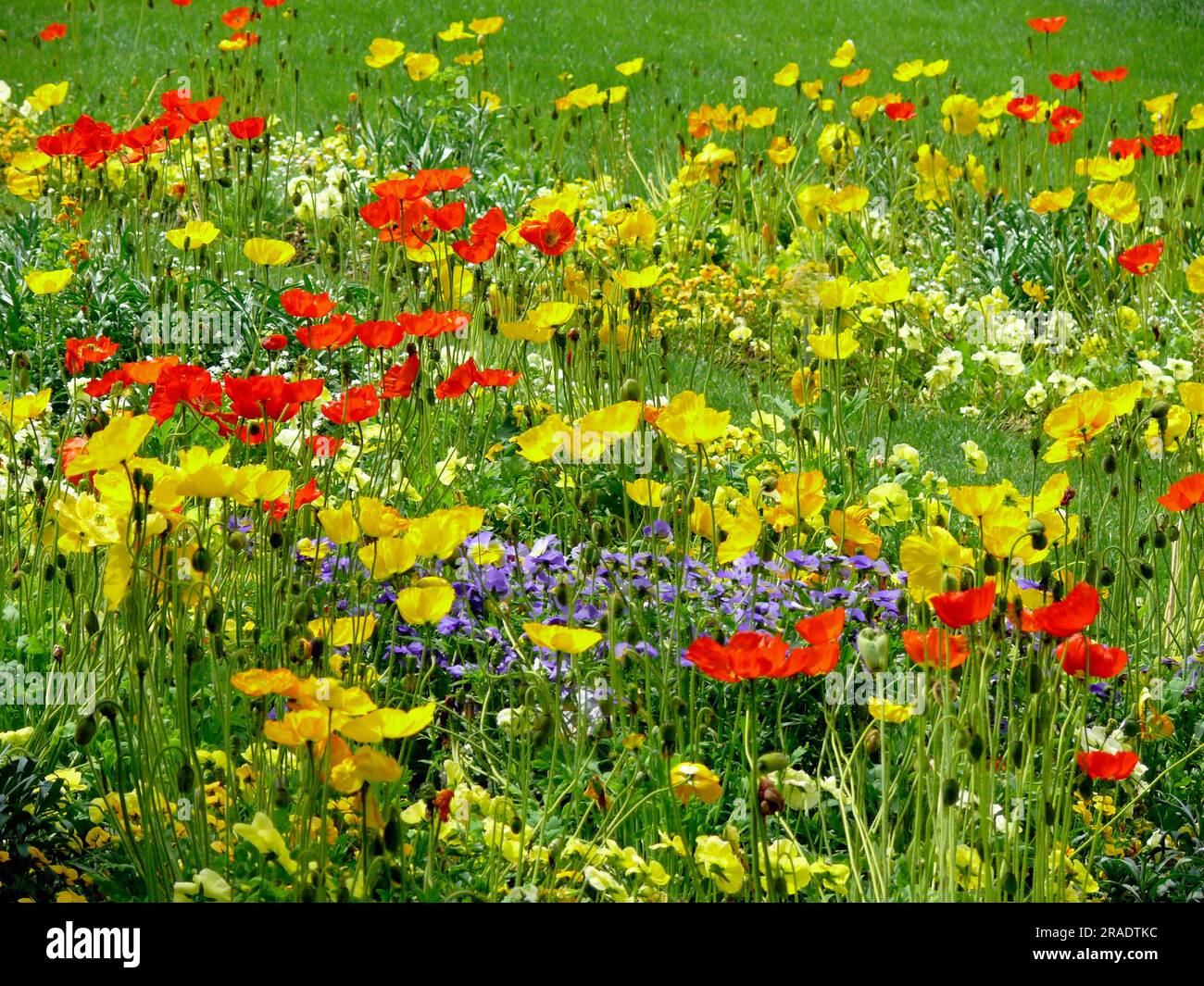 State Garden Show Bad Rappenau 2008, flower bed with various flower-bed ...